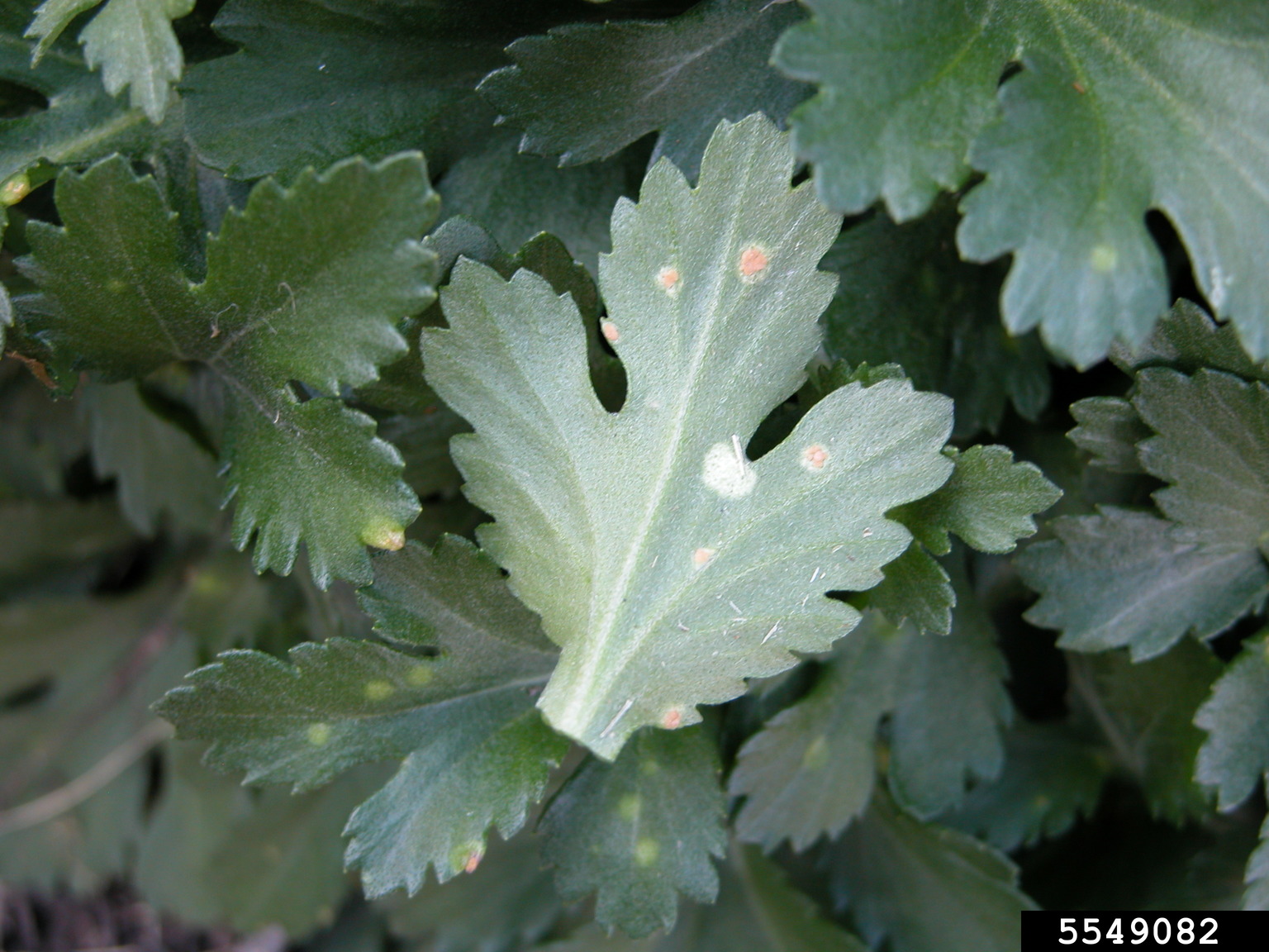 chrysanthemum white rust (Puccinia horiana)