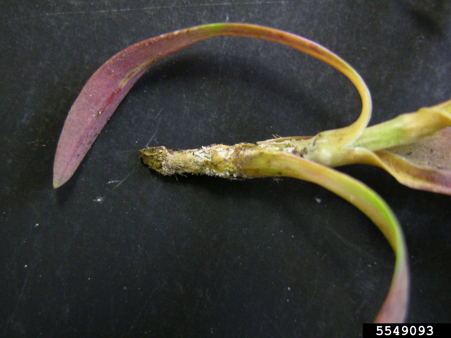 Fusarium cortical stem rot (Fusarium avenaceum)