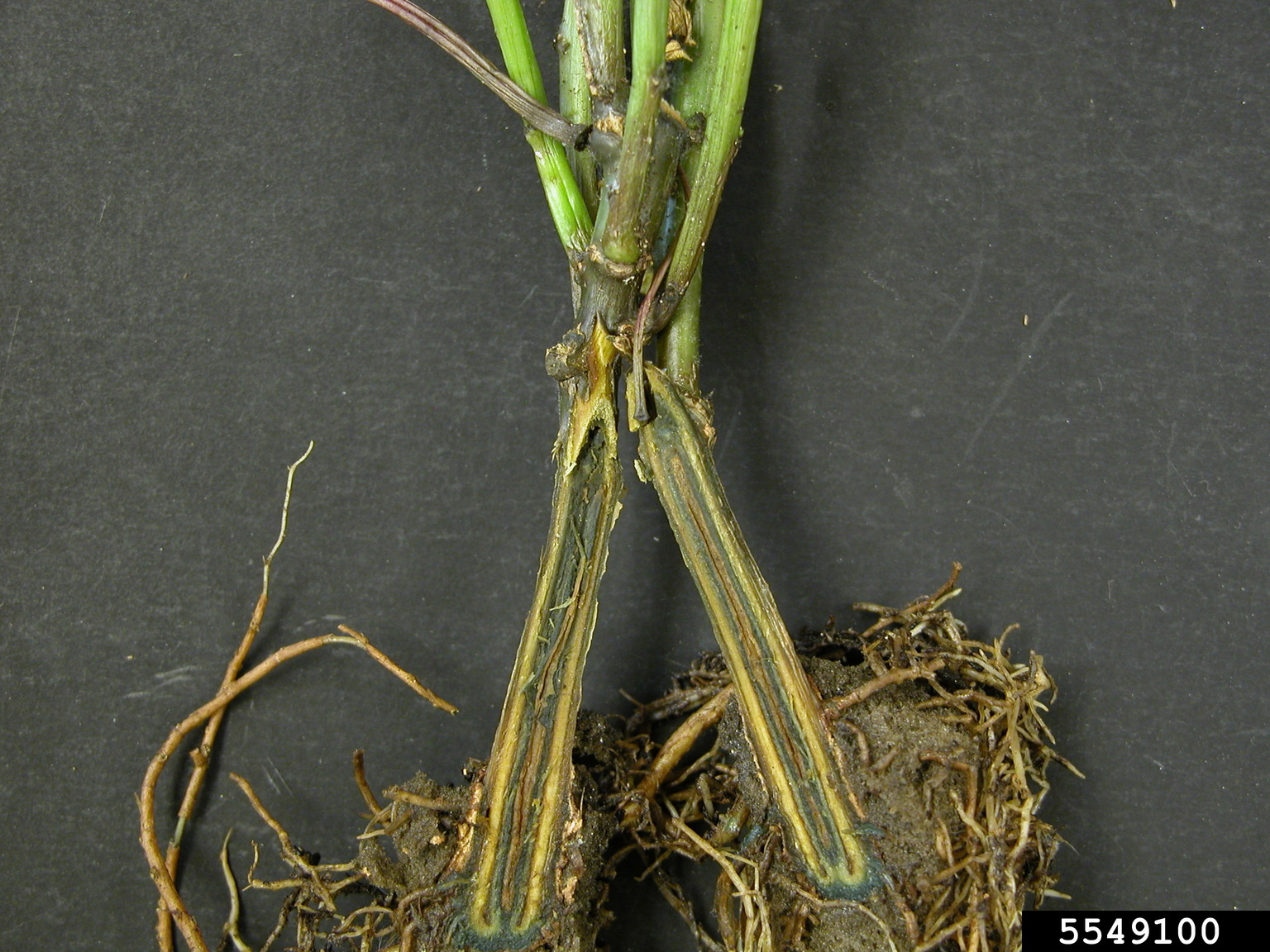 bacterial soft rot (Pectobacterium carotovorum (Jones 1901) Waldee 1945 ...