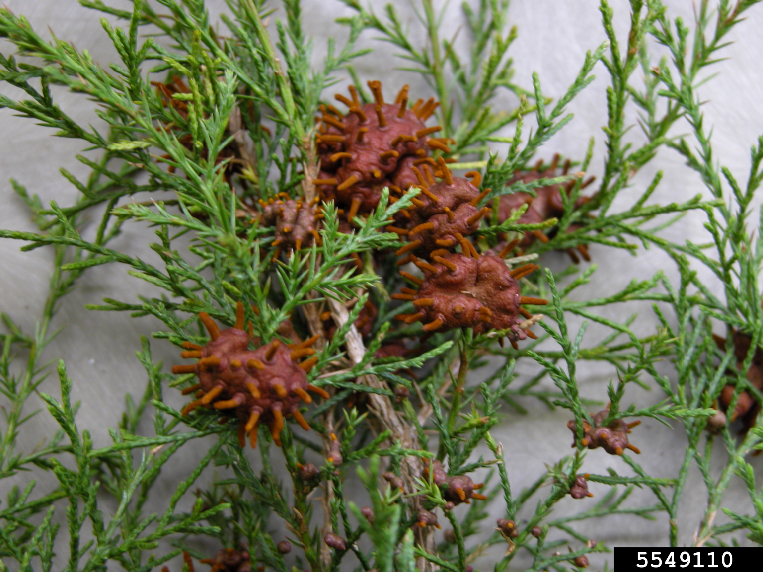 cedar-apple rust (Gymnosporangium juniperi-virginianae Schwein.)