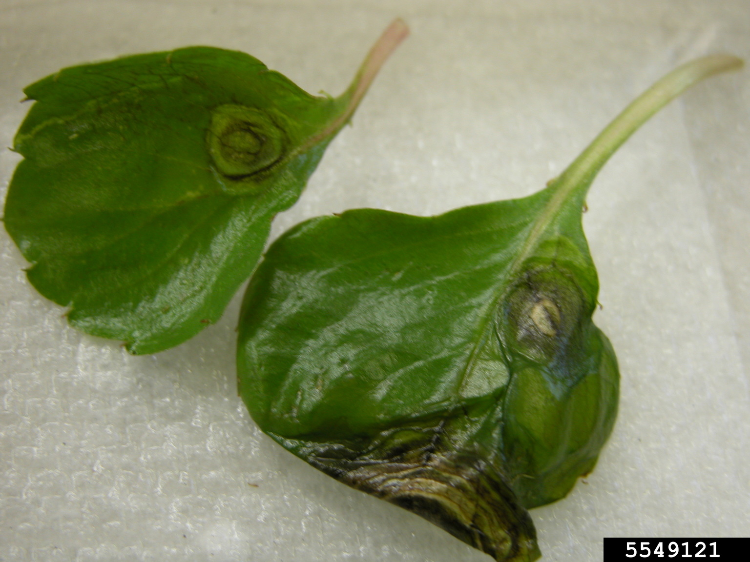 impatiens necrotic spot virus (INSV) (Tospovirus Impatiens necrotic ...