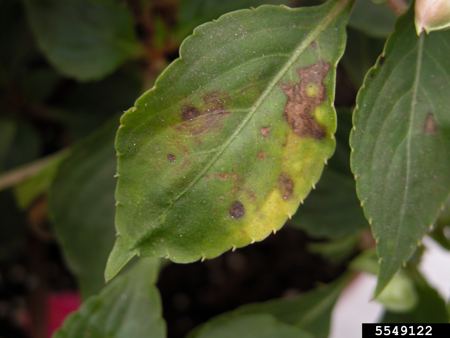 impatiens necrotic spot virus (INSV) (Tospovirus Impatiens necrotic ...
