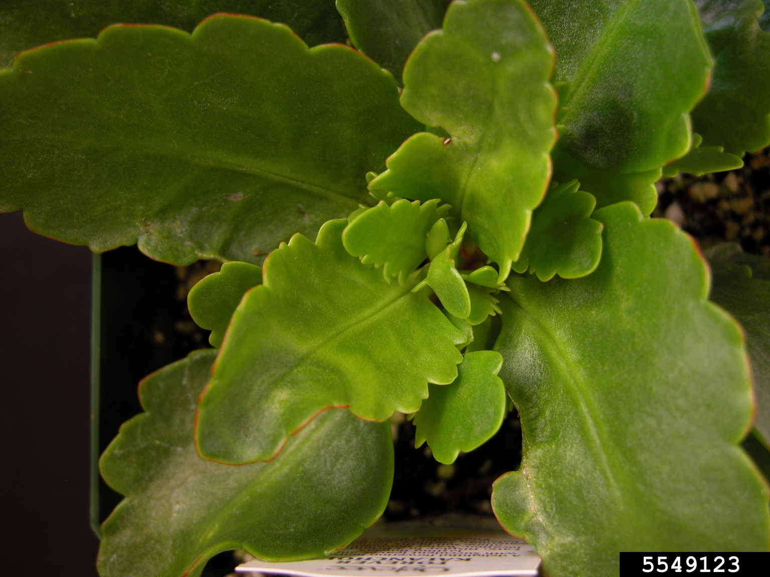 impatiens necrotic spot virus (INSV) (Tospovirus Impatiens necrotic ...