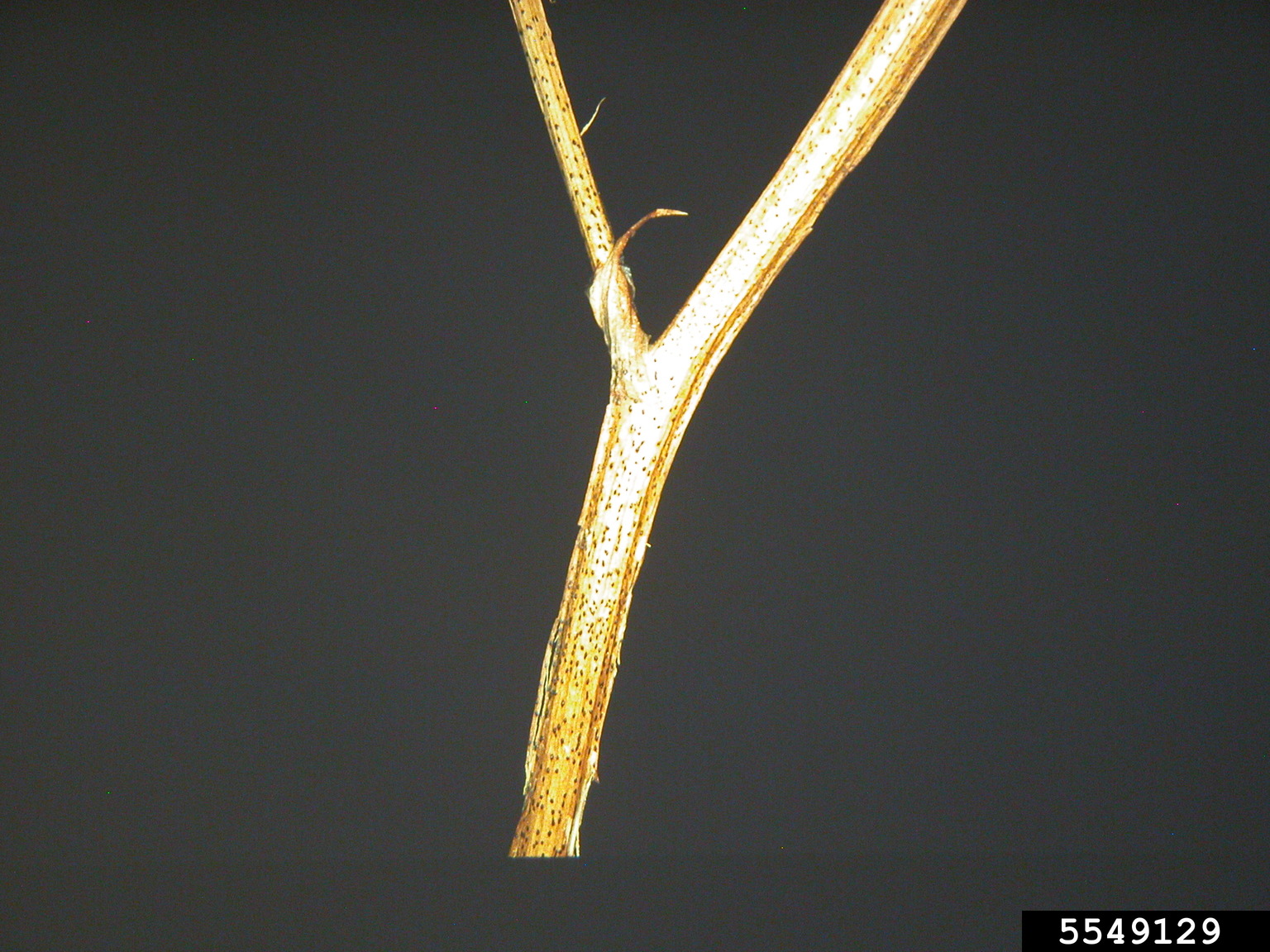 Phyllosticta leaf spots (Genus Phyllosticta)