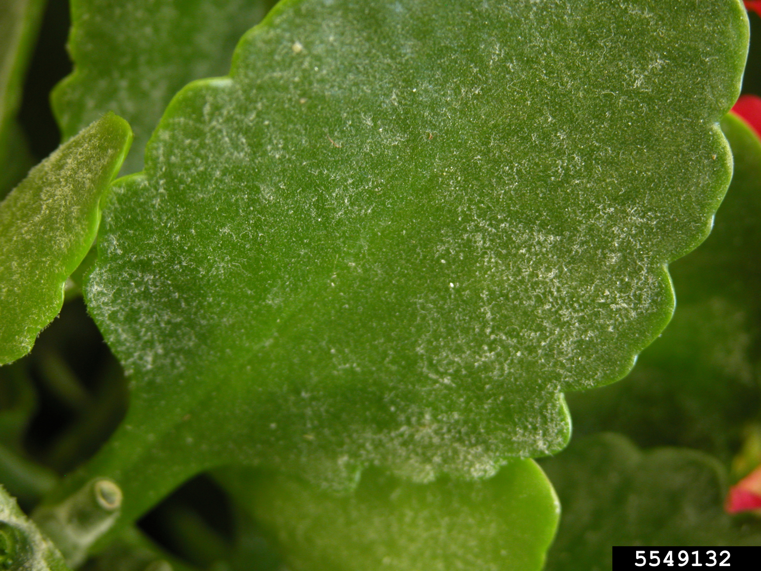 powdery mildew (Erysiphe betae ) on widow's-thrill (Kalanchoe spp ...