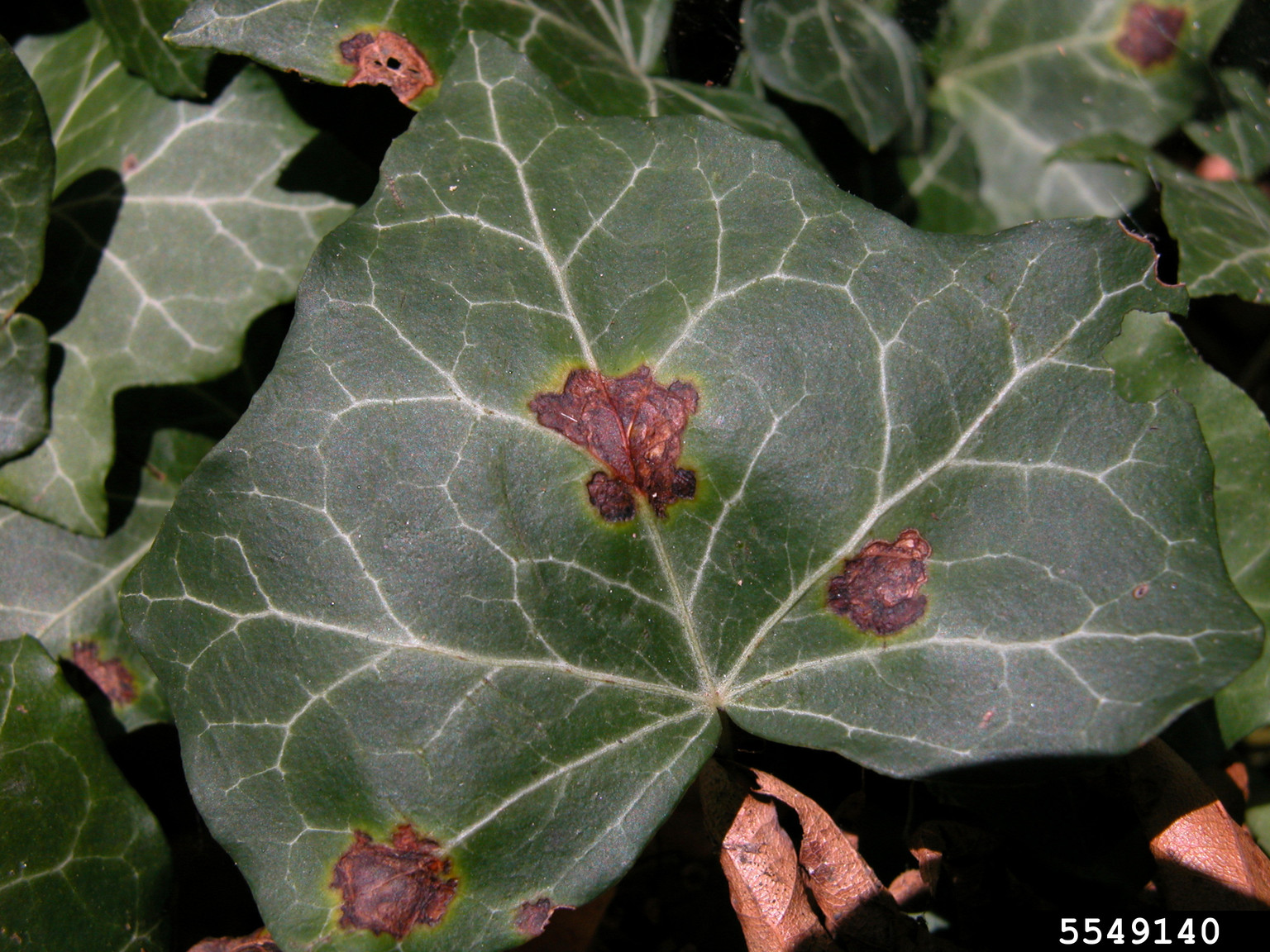 bacterial leaf spot of ivy (Xanthomonas hortorum pv. hederae)