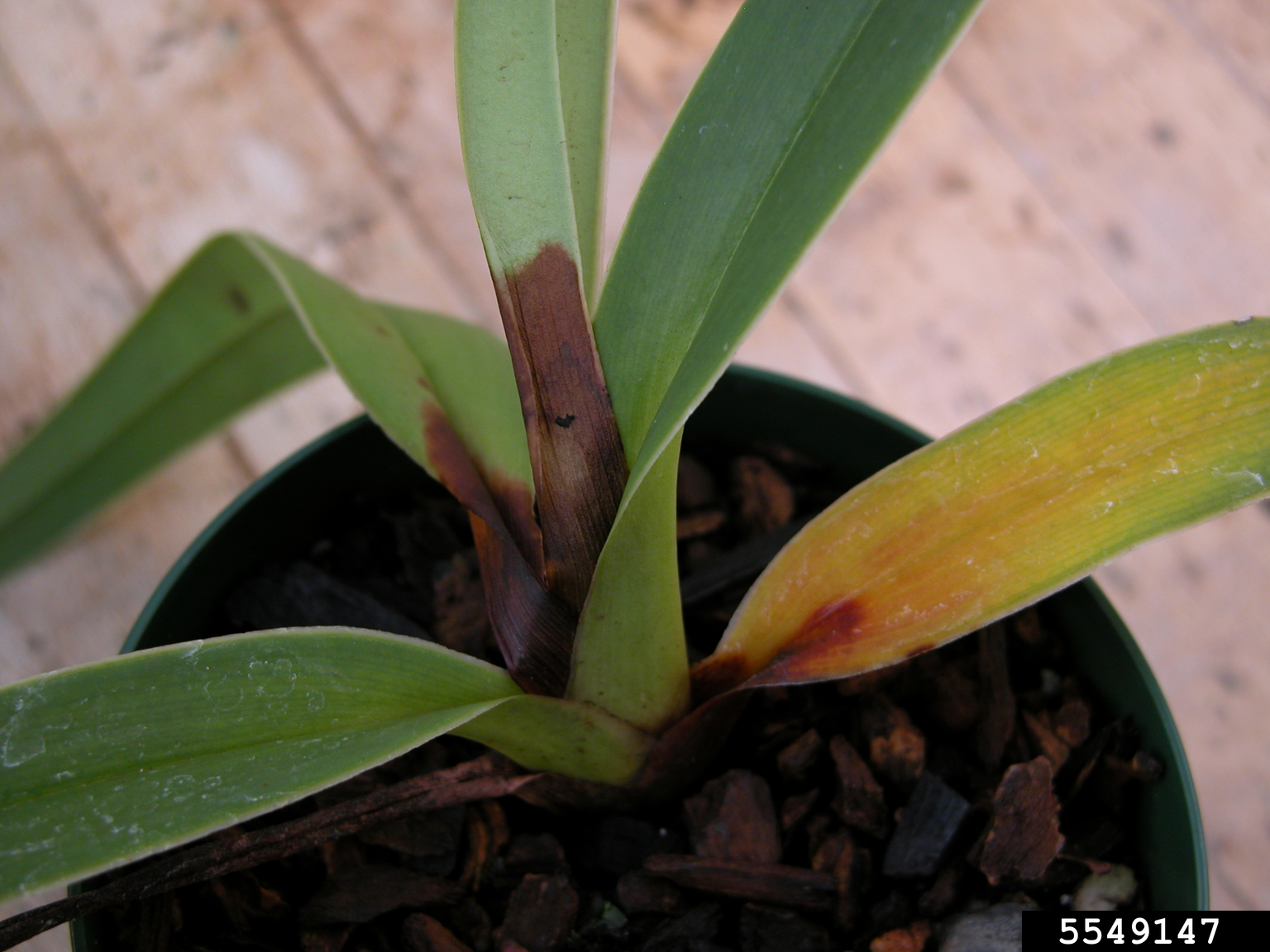 bacteria wilt and soft rot (Dickeya chrysanthemi (Burkholder et al ...