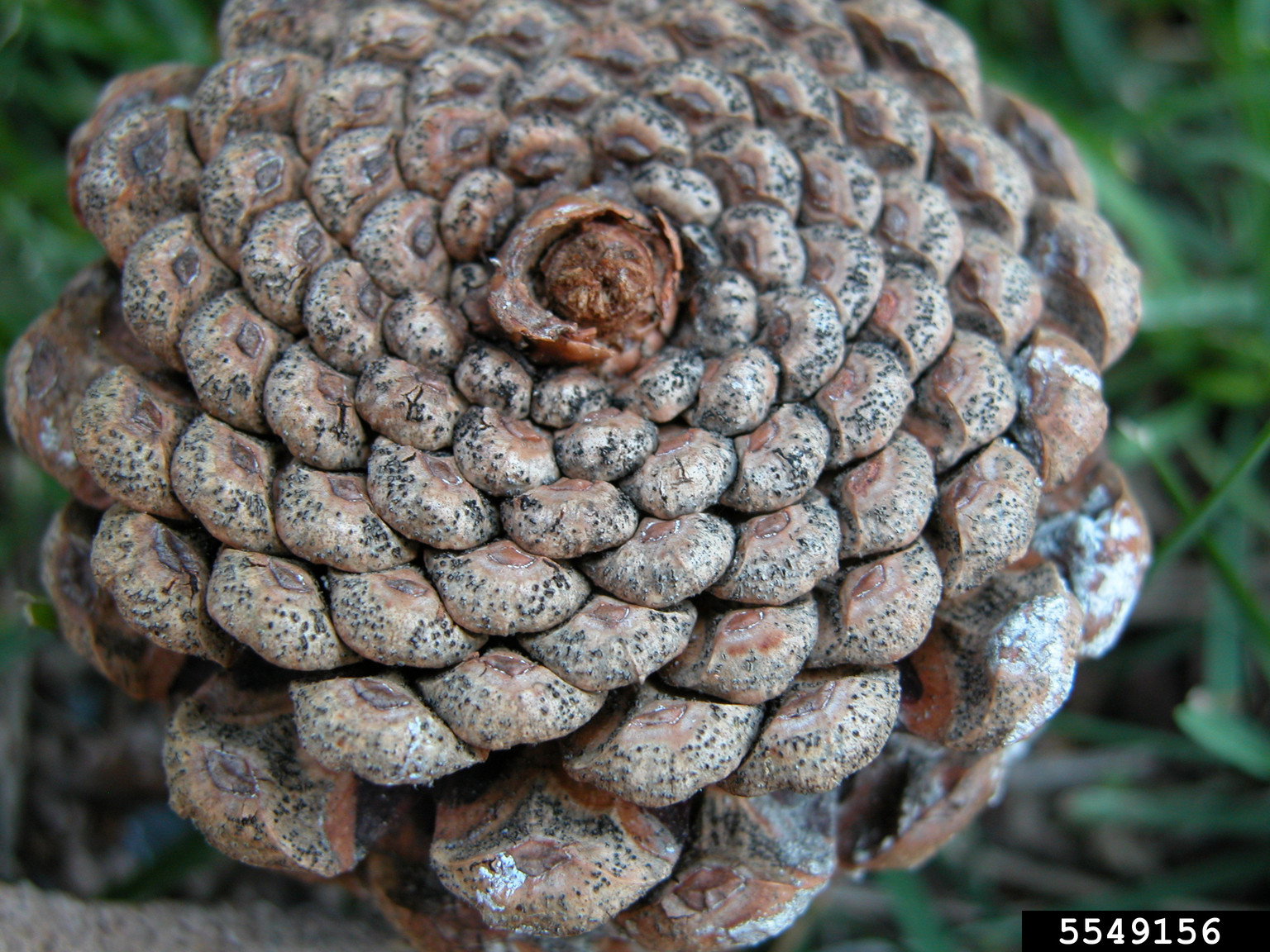 Diplodia blight (Sphaeropsis sapinea)