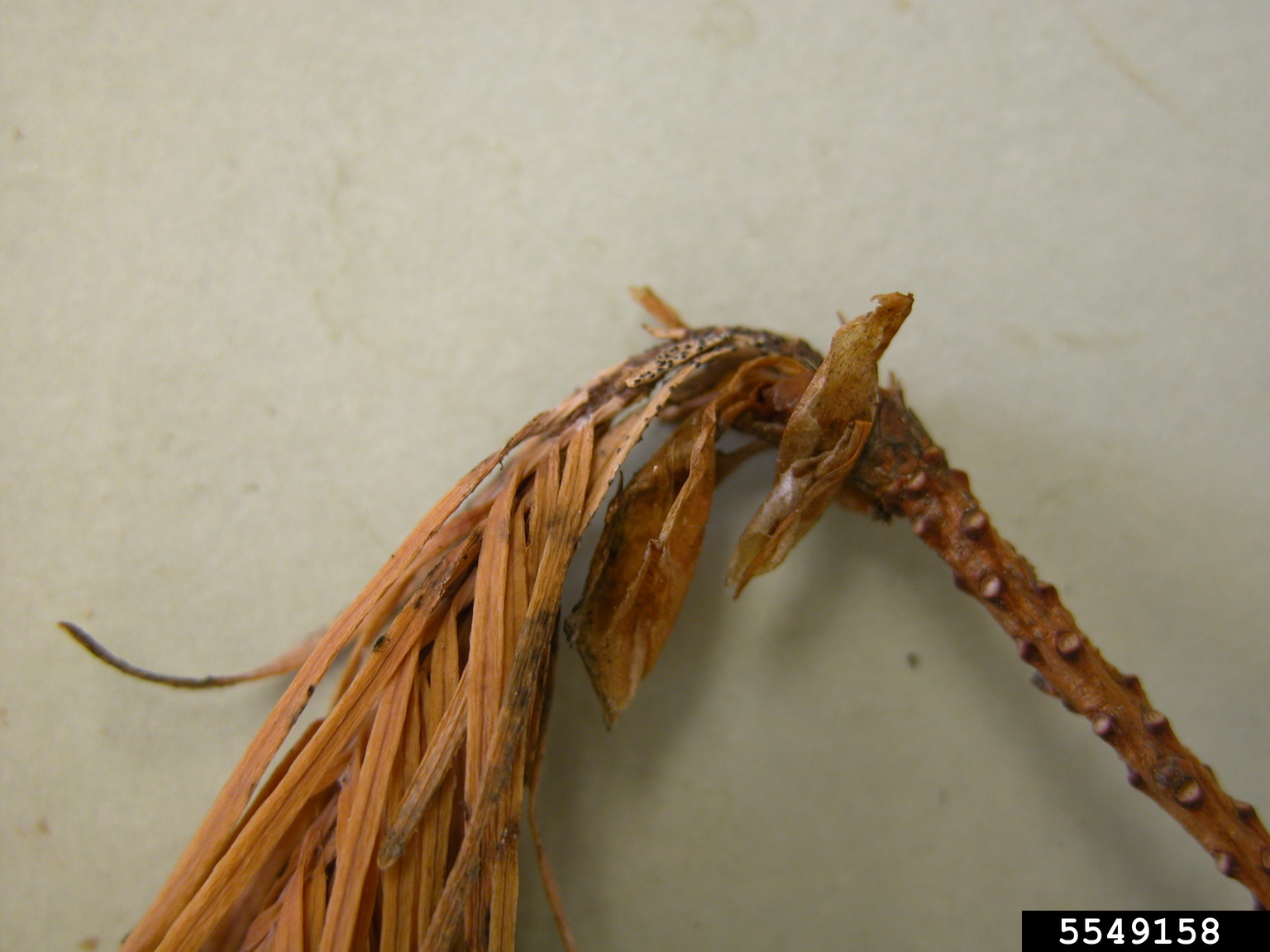 Diplodia blight (Sphaeropsis sapinea)