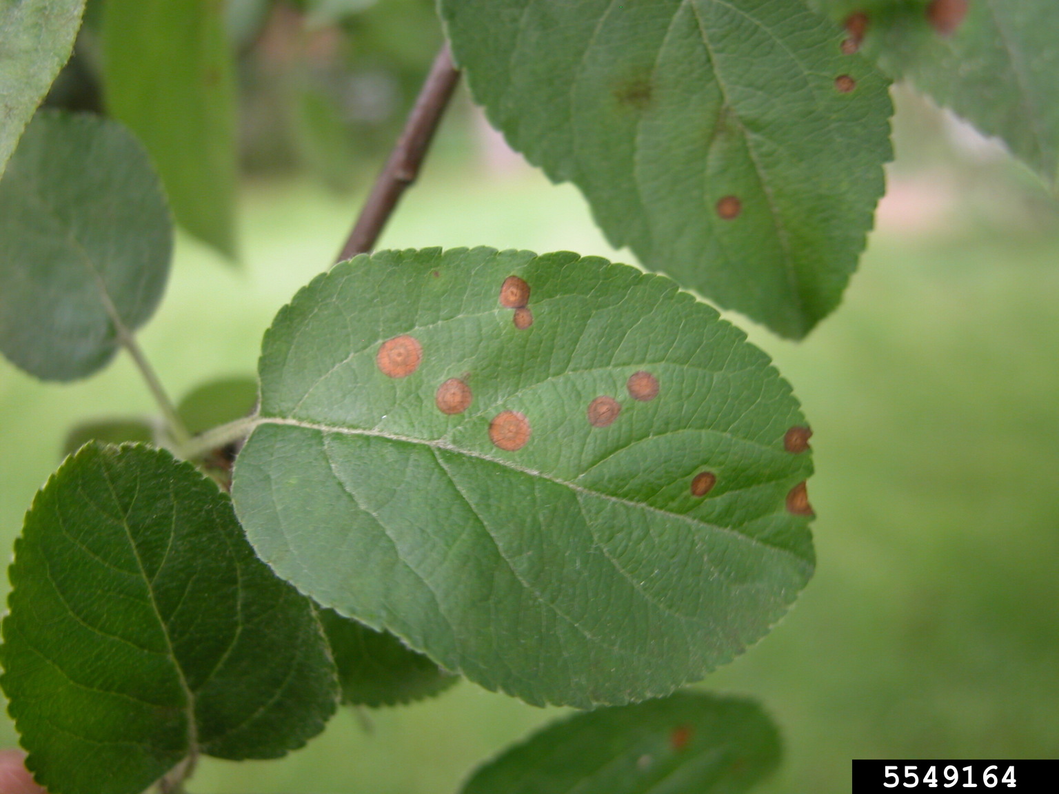 black rot (Botryosphaeria obtusa (Schwein.) Shoemaker)