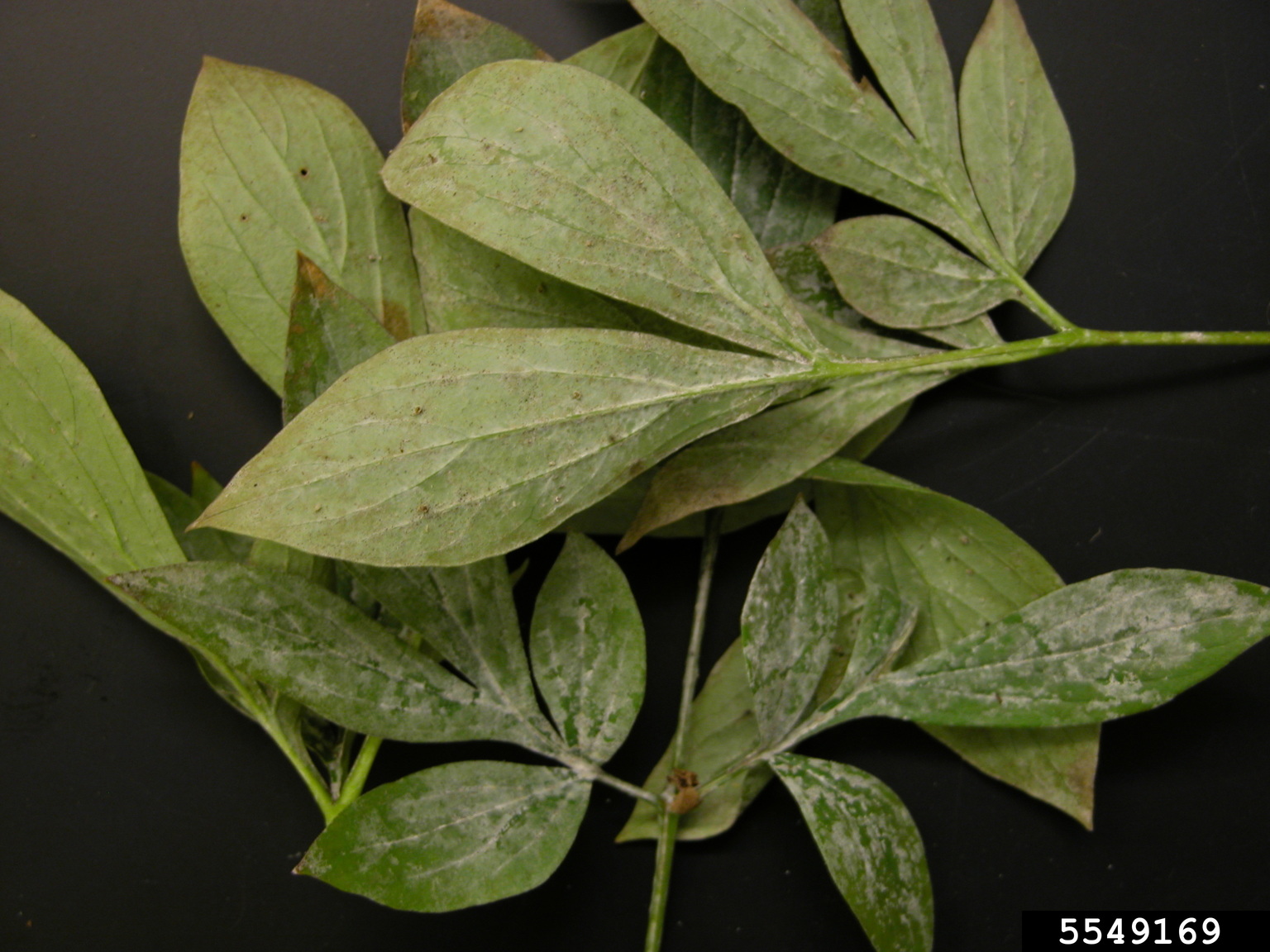 powdery mildew (Erysiphe betae (Vanha) Weltzien)
