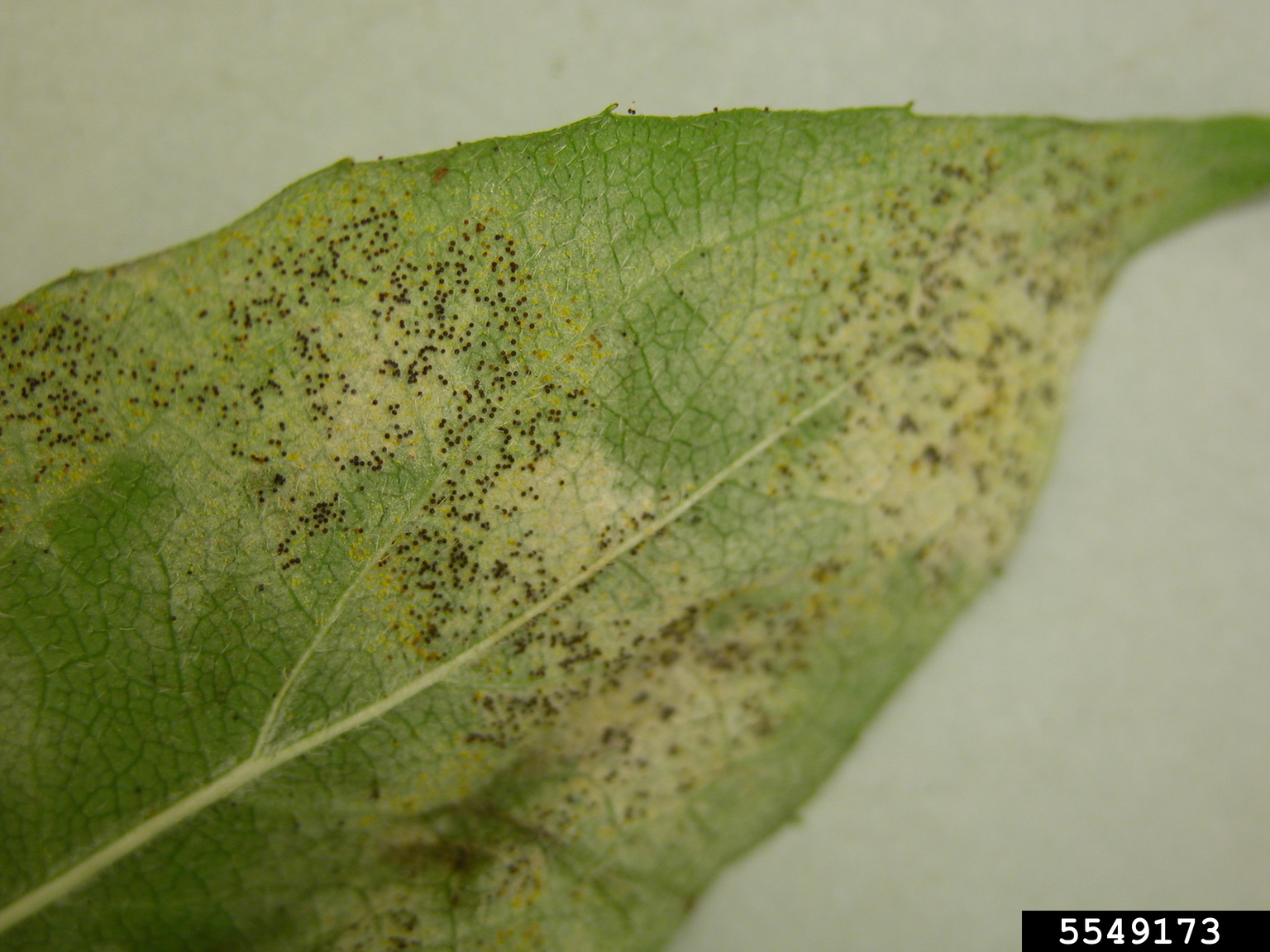 powdery mildew (Phyllactinia guttata)
