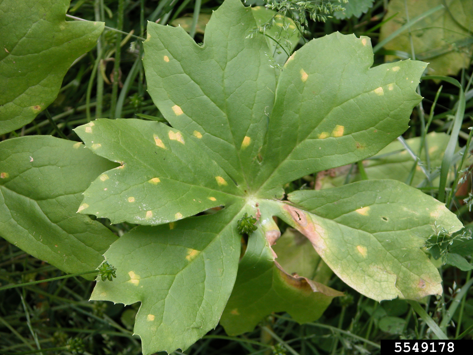 mayapple rust (Allodus podophylli ) on mayapple (Podophyllum peltatum ...