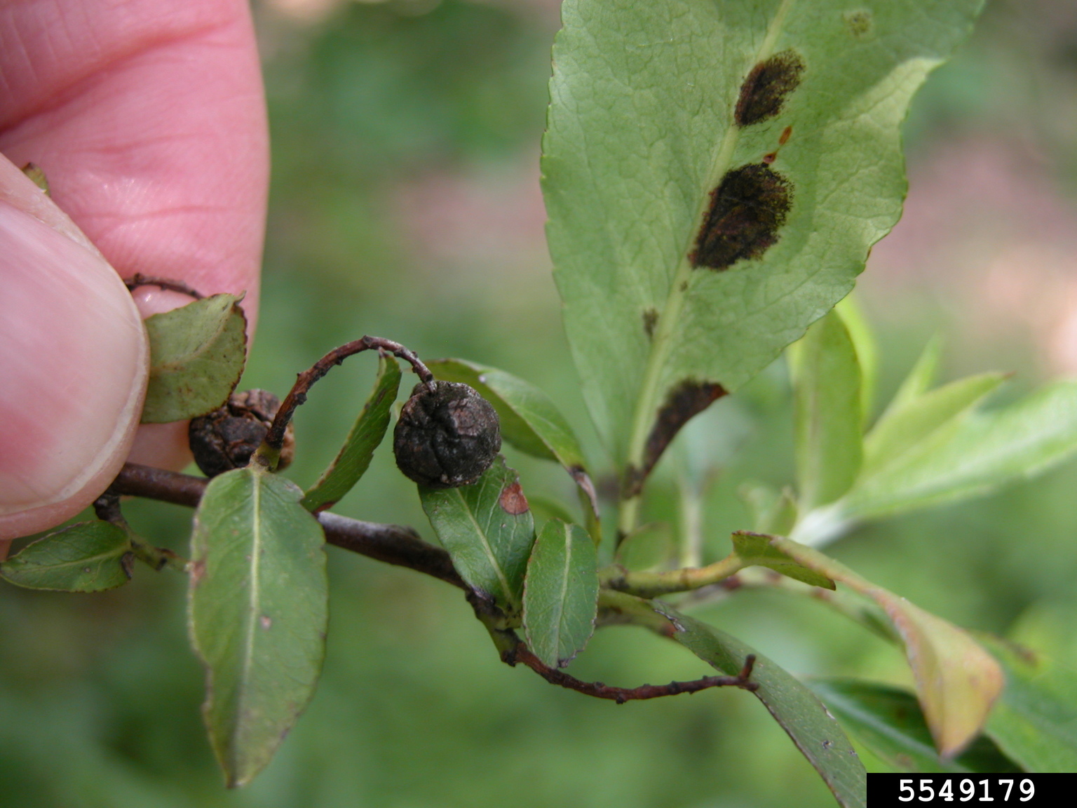 Spilocaea pyracanthae (G.H. Otth) Arx (Synonym for Venturia inaequalis ...
