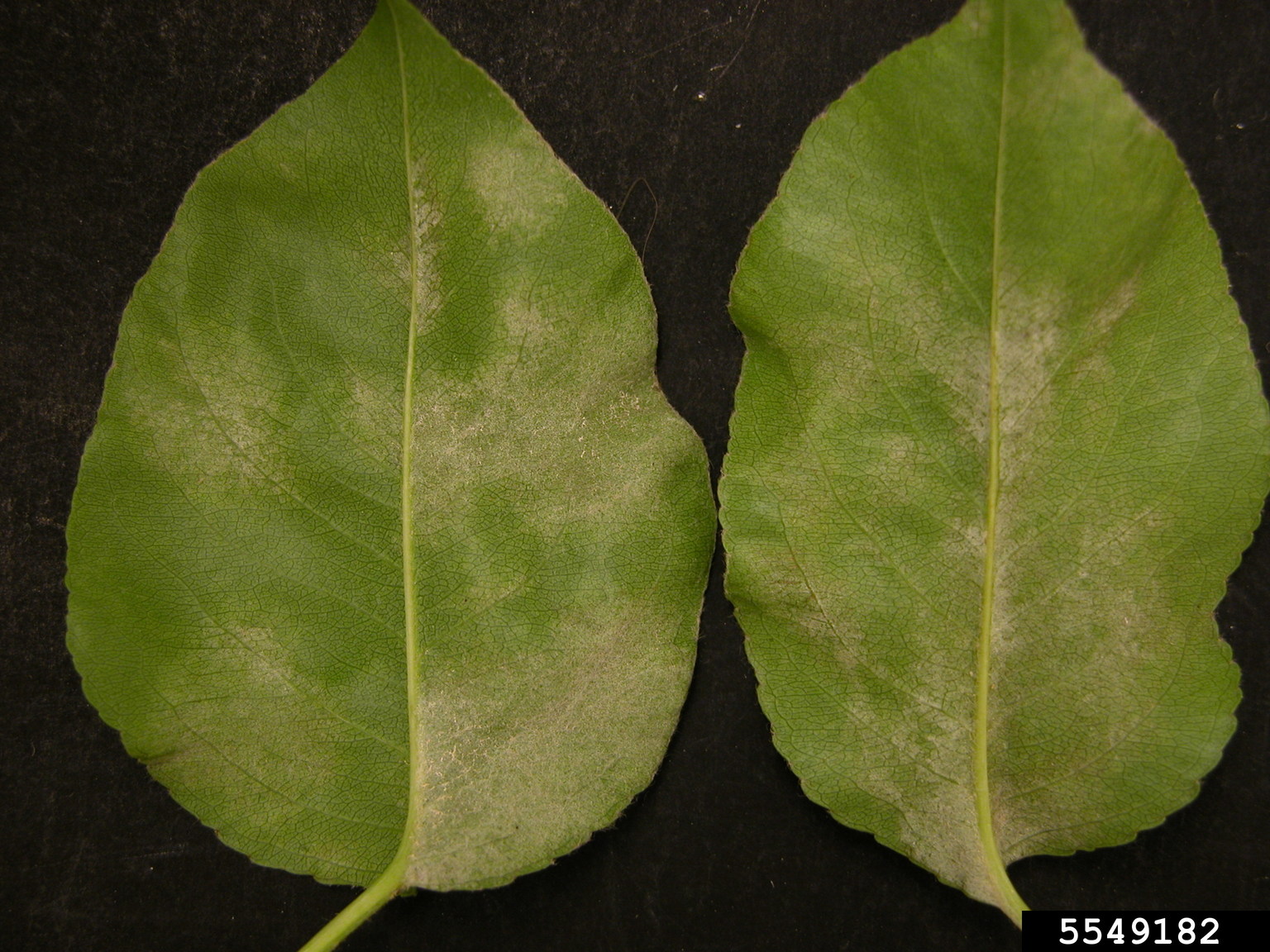 powdery mildew (Podosphaera leucotricha)
