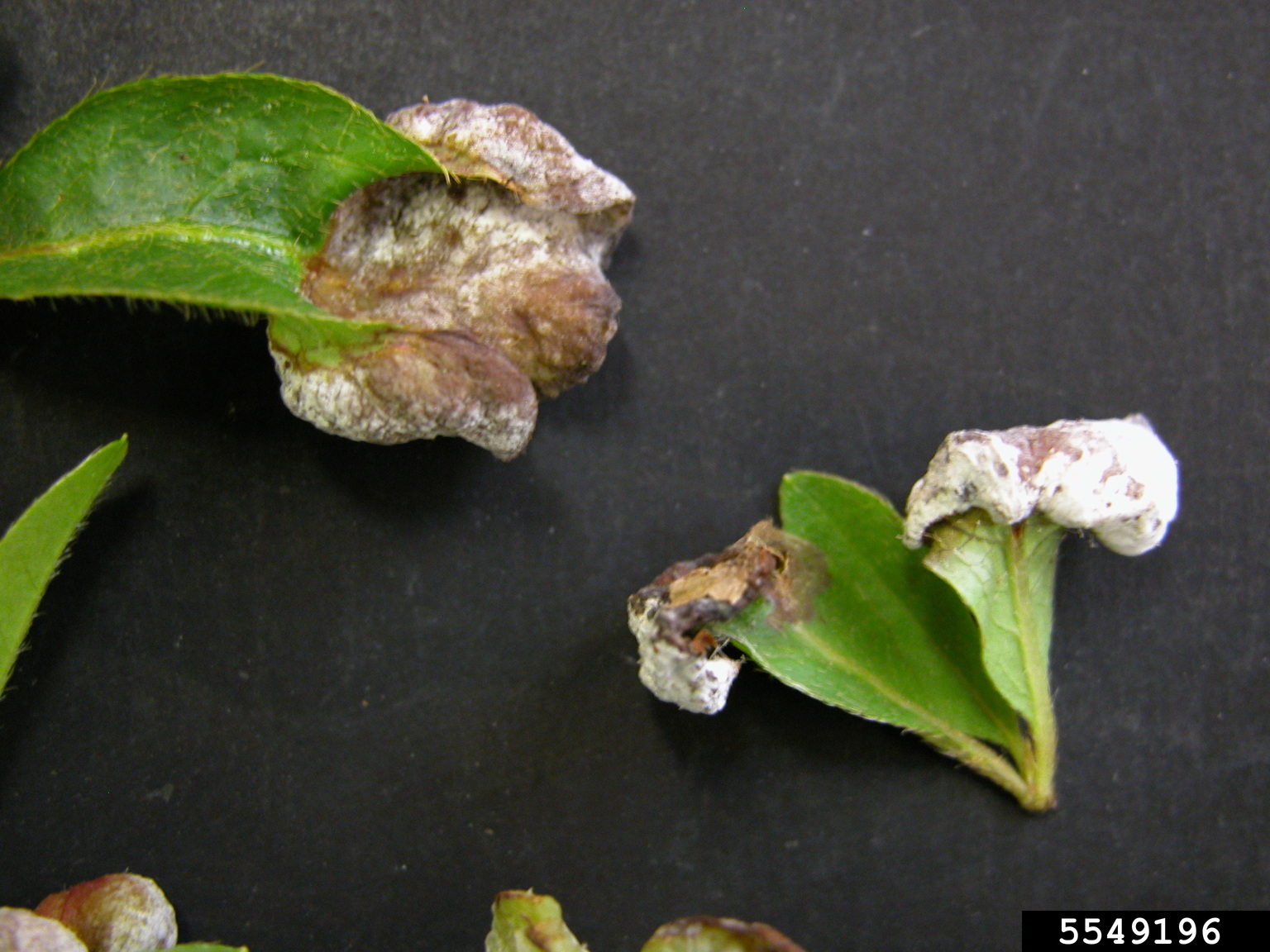 leaf and flower gall (Exobasidium azaleae)