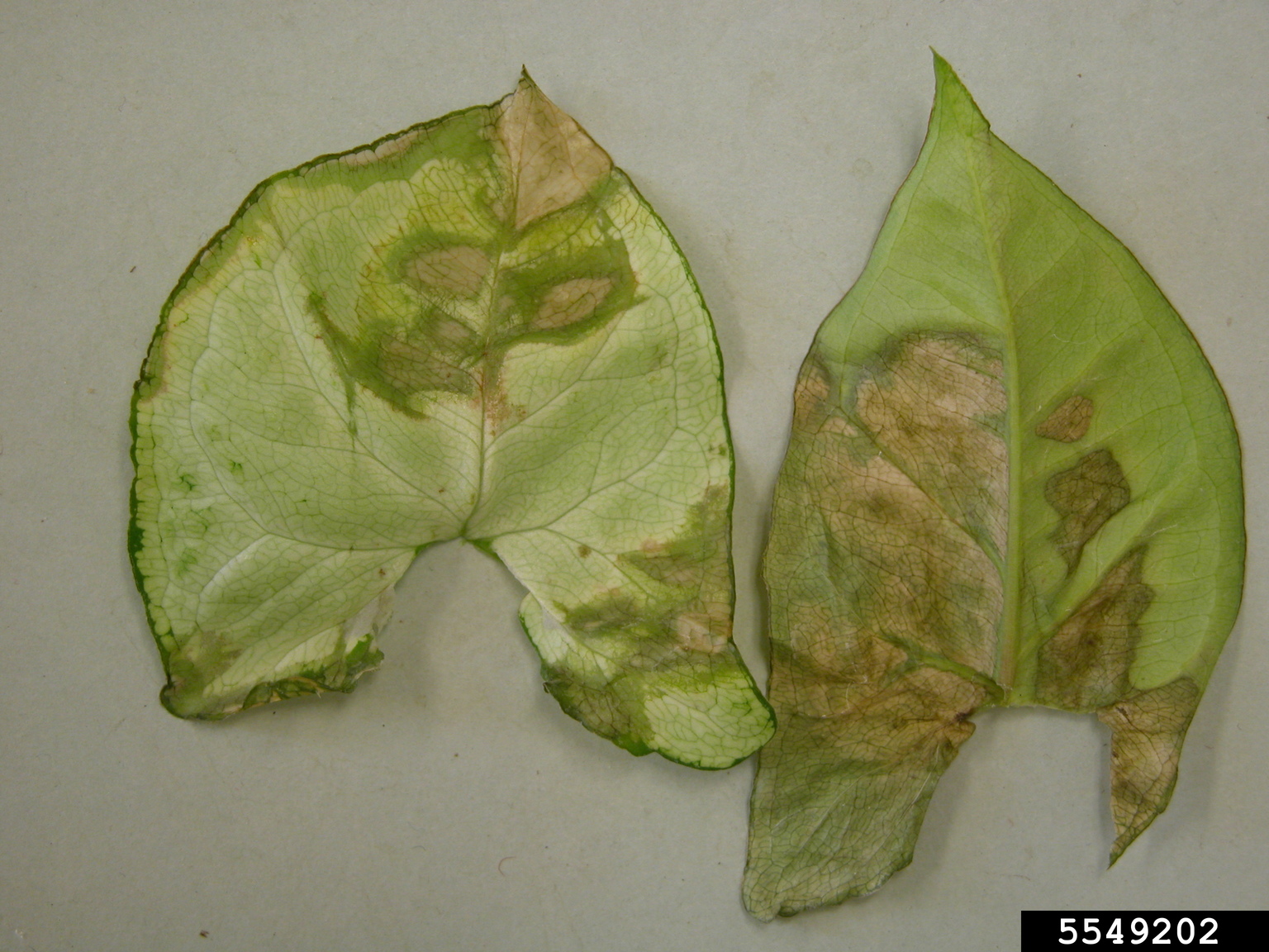 bacterial blight of aroids (Xanthomonas axonopodis pv. dieffenbachiae)