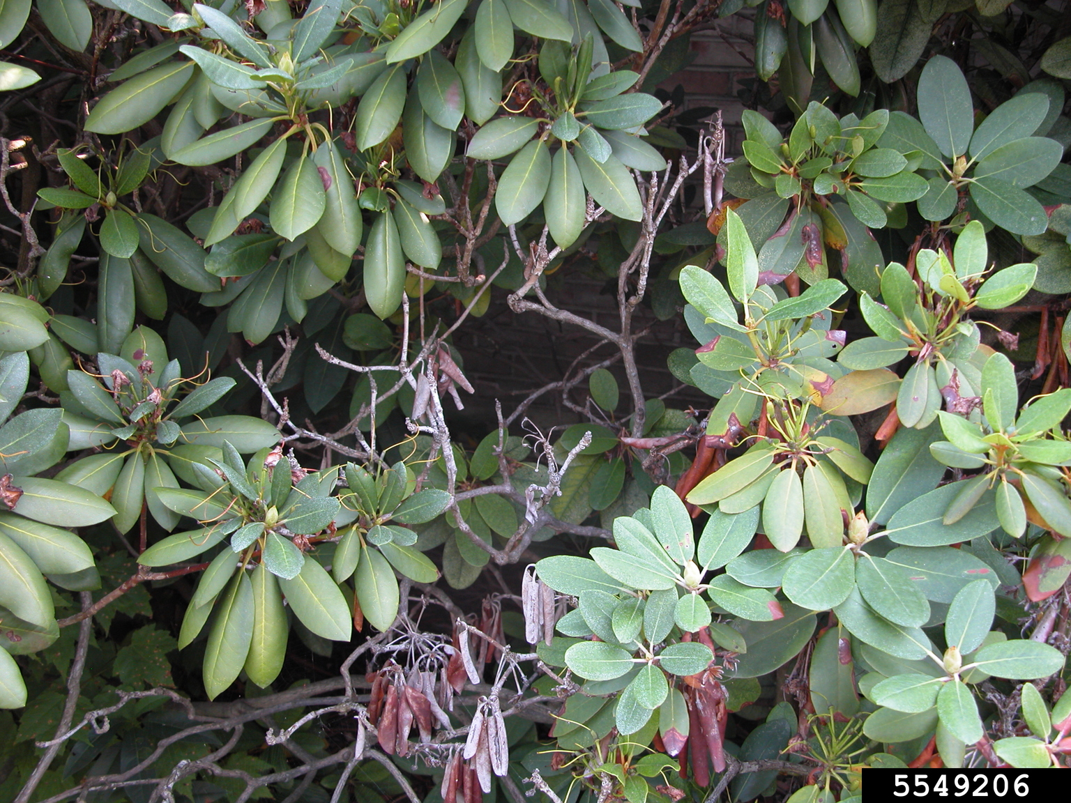 Botryosphaeria canker, white rot (Botryosphaeria dothidea)