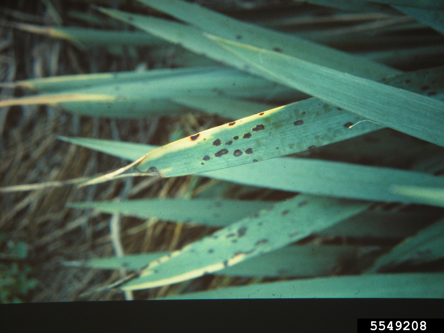 Coniothyrium fungus (Coniothyrium concentricum)