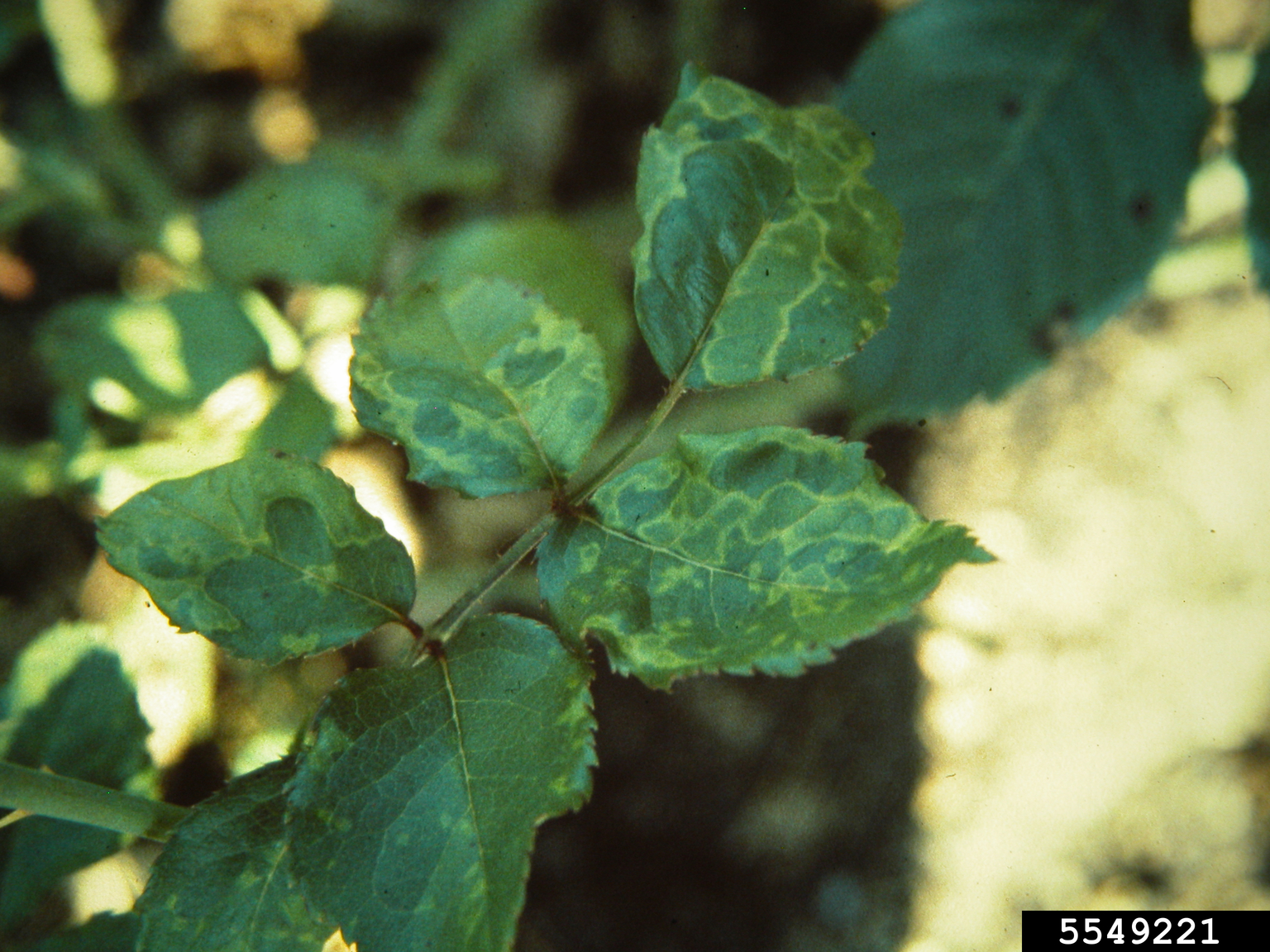 apple mosaic virus (ApMV) (Ilarvirus ApMV)