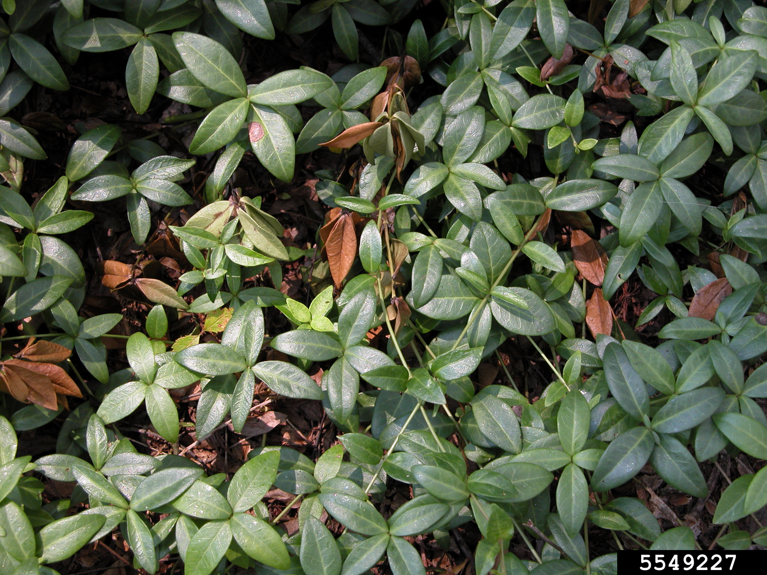 Phoma blight (Phoma exigua)