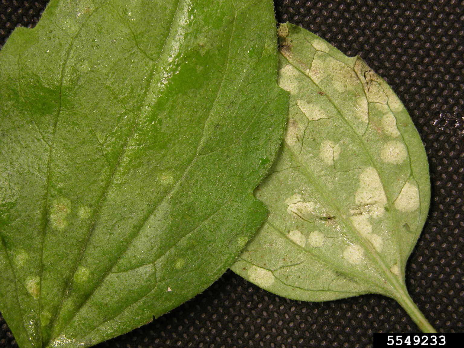 Cercospora fungus (Cercospora ratibidae)