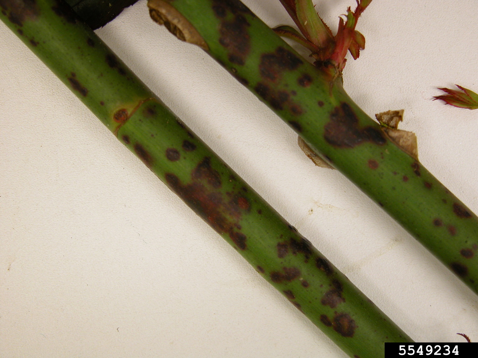 downy mildew (Peronospora sparsa)