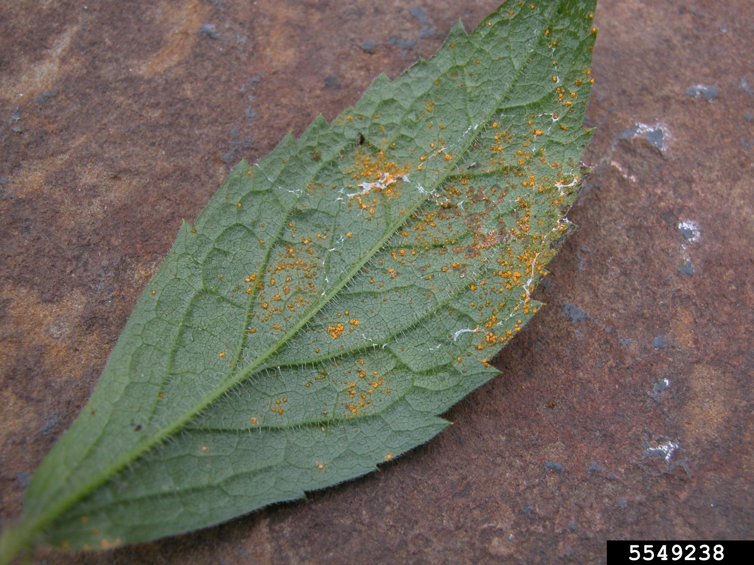 pine needle rust (Coleosporium asterum (Dietel) Syd. & P. Syd.)