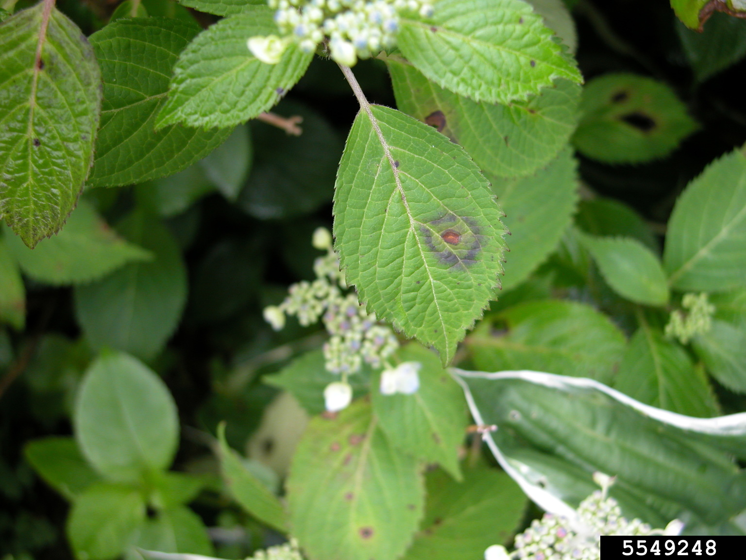 bitter rot and anthracnose (Colletotrichum gloeosporioides)