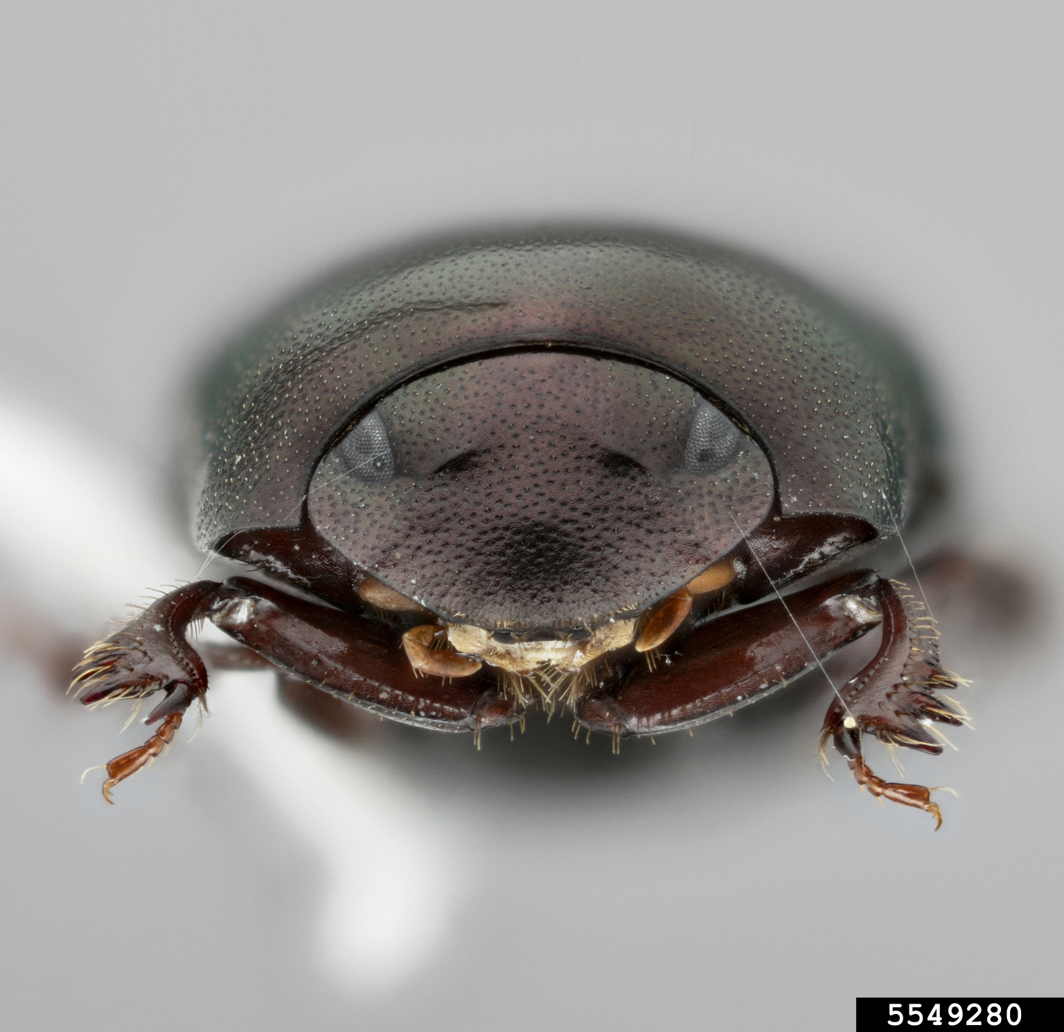 dung beetle (Pseudocanthon perplexus (LeConte))