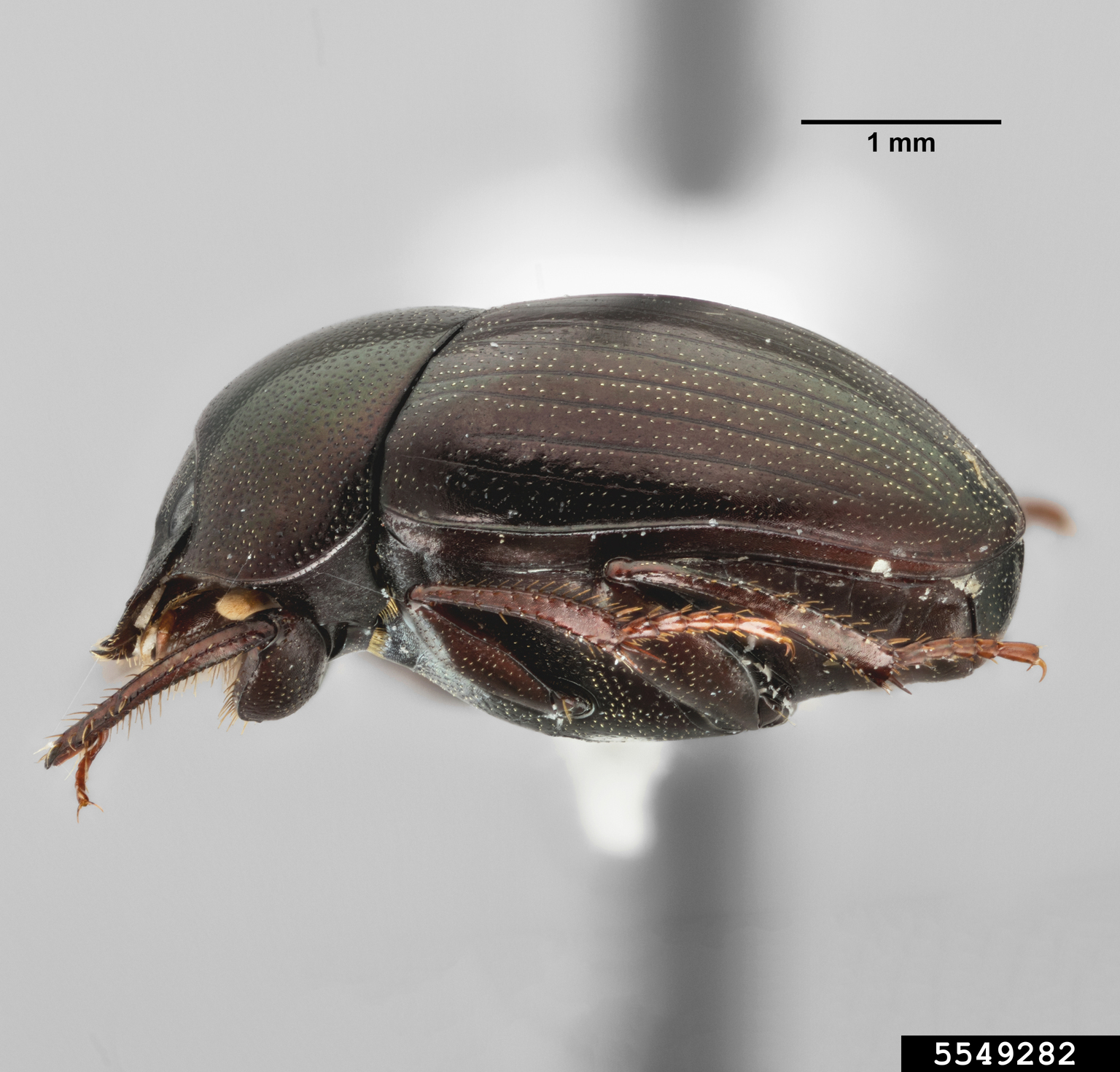 dung beetle (Pseudocanthon perplexus (LeConte))