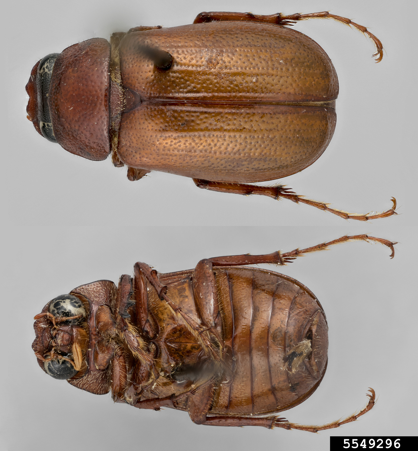 Scarab Beetle Anatomy