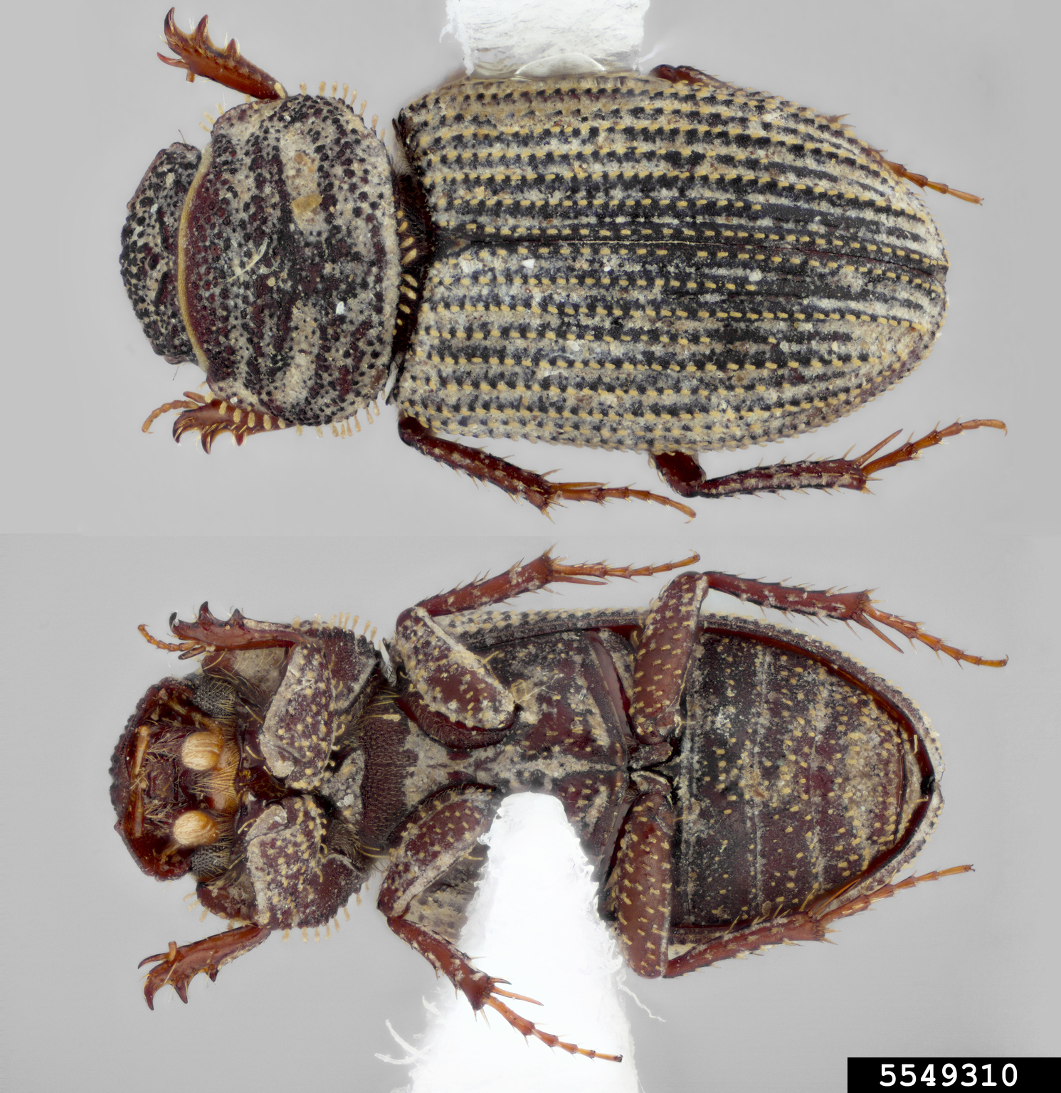 scarab beetle (Trichiorhyssemus cristatellus Bates)