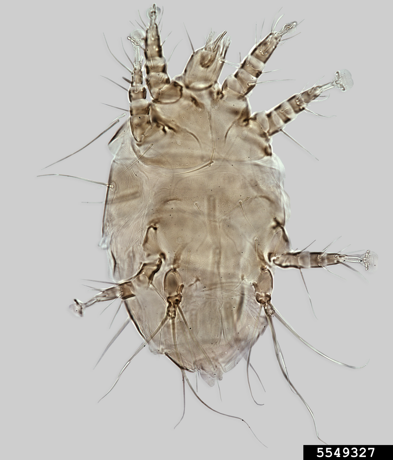 honey bee tracheal mite (Acarapis externus Morgenthaler, 1931)