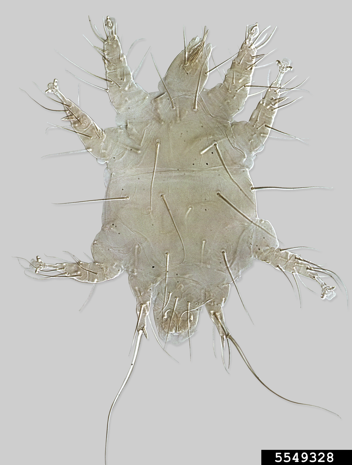 honey bee tracheal mite (Acarapis externus)