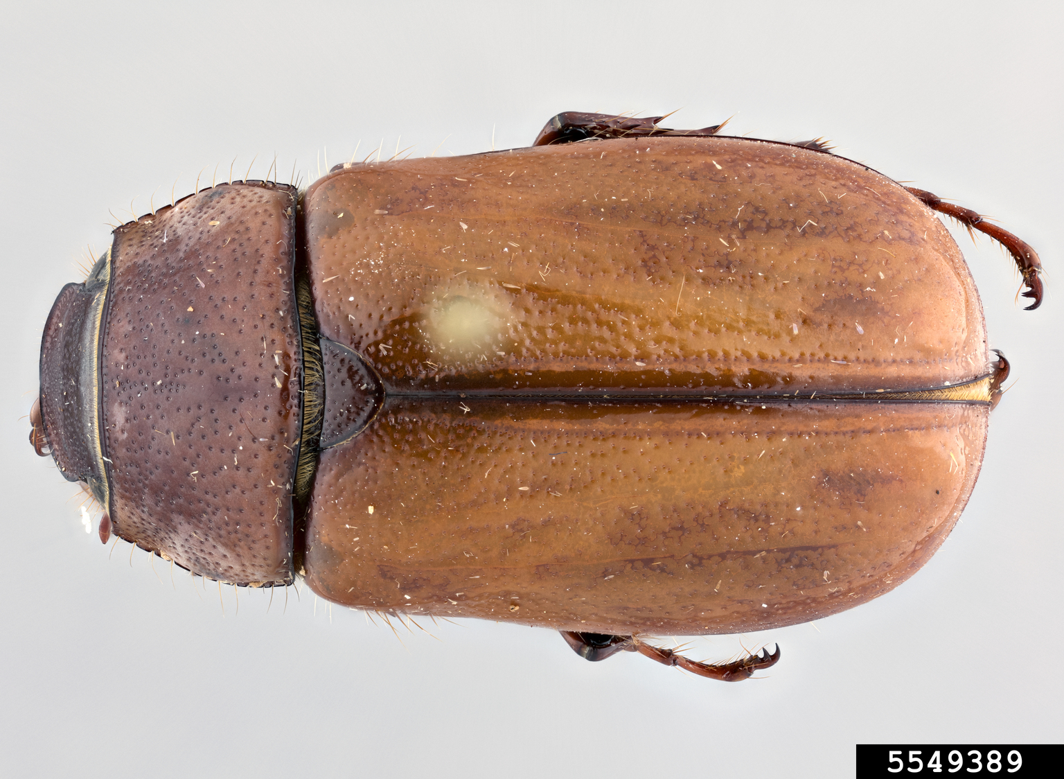 scarab (Phyllophaga plaei (Blanchard, 1851))