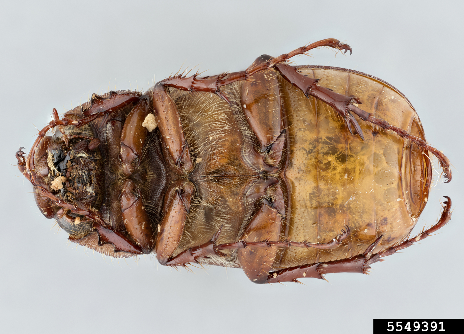 scarab (Phyllophaga plaei (Blanchard, 1851))