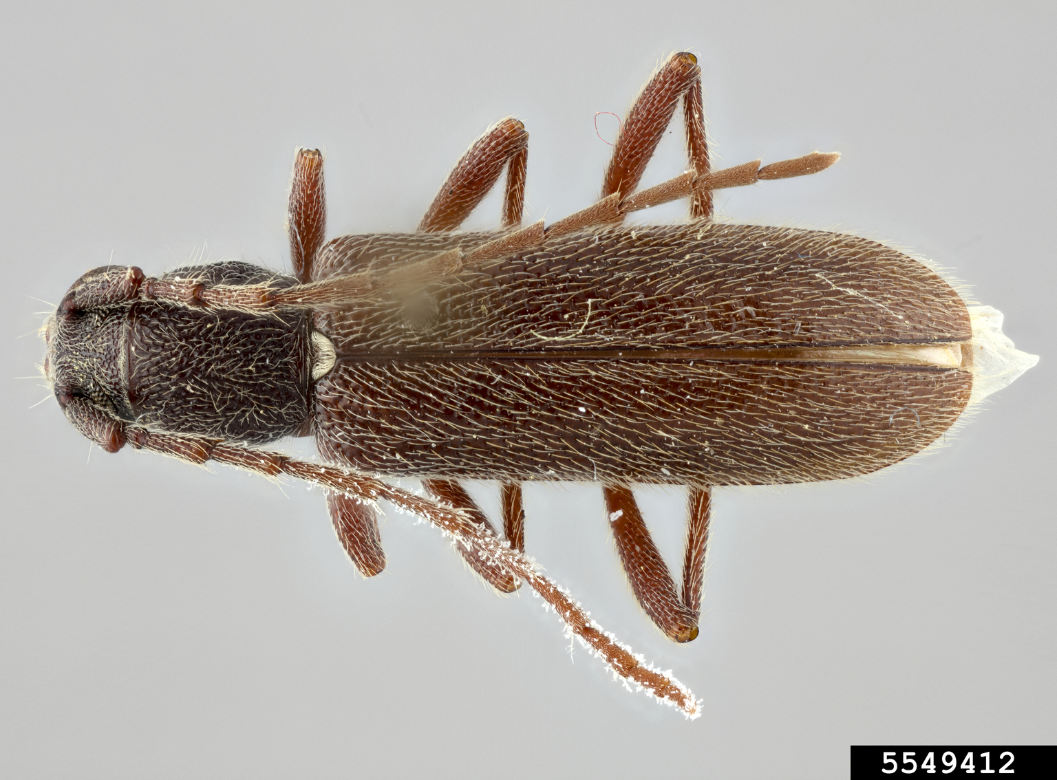 longhorned beetle (Anelaphus hoferi (Knull, 1934))