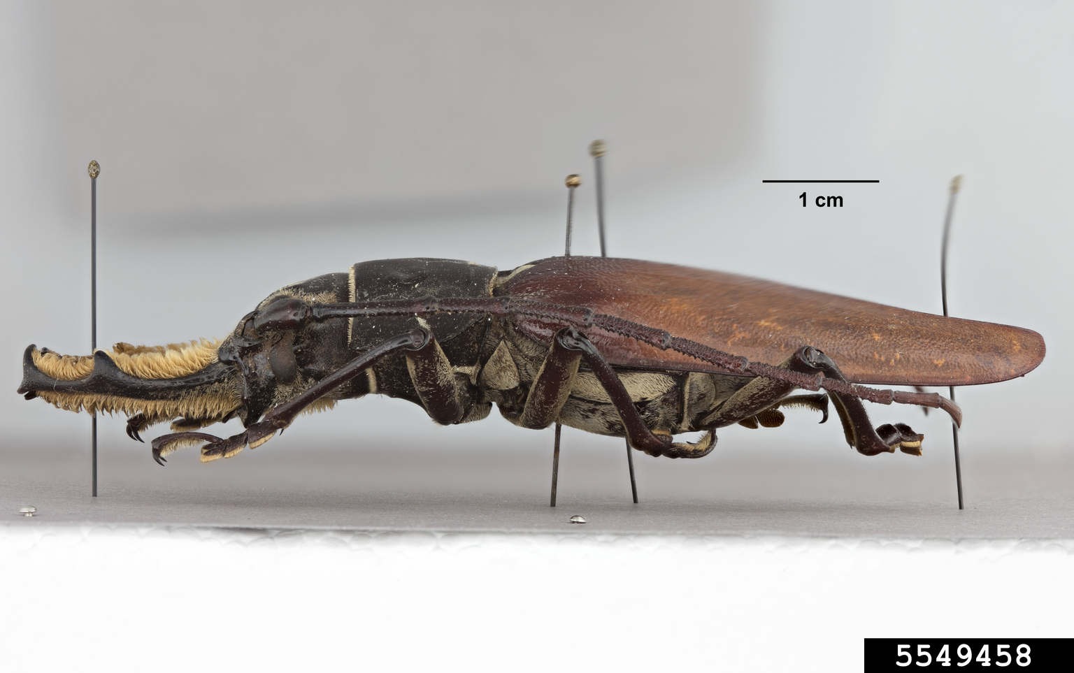 prionid beetle (Callipogon barbatum (Fabricius, 1781))