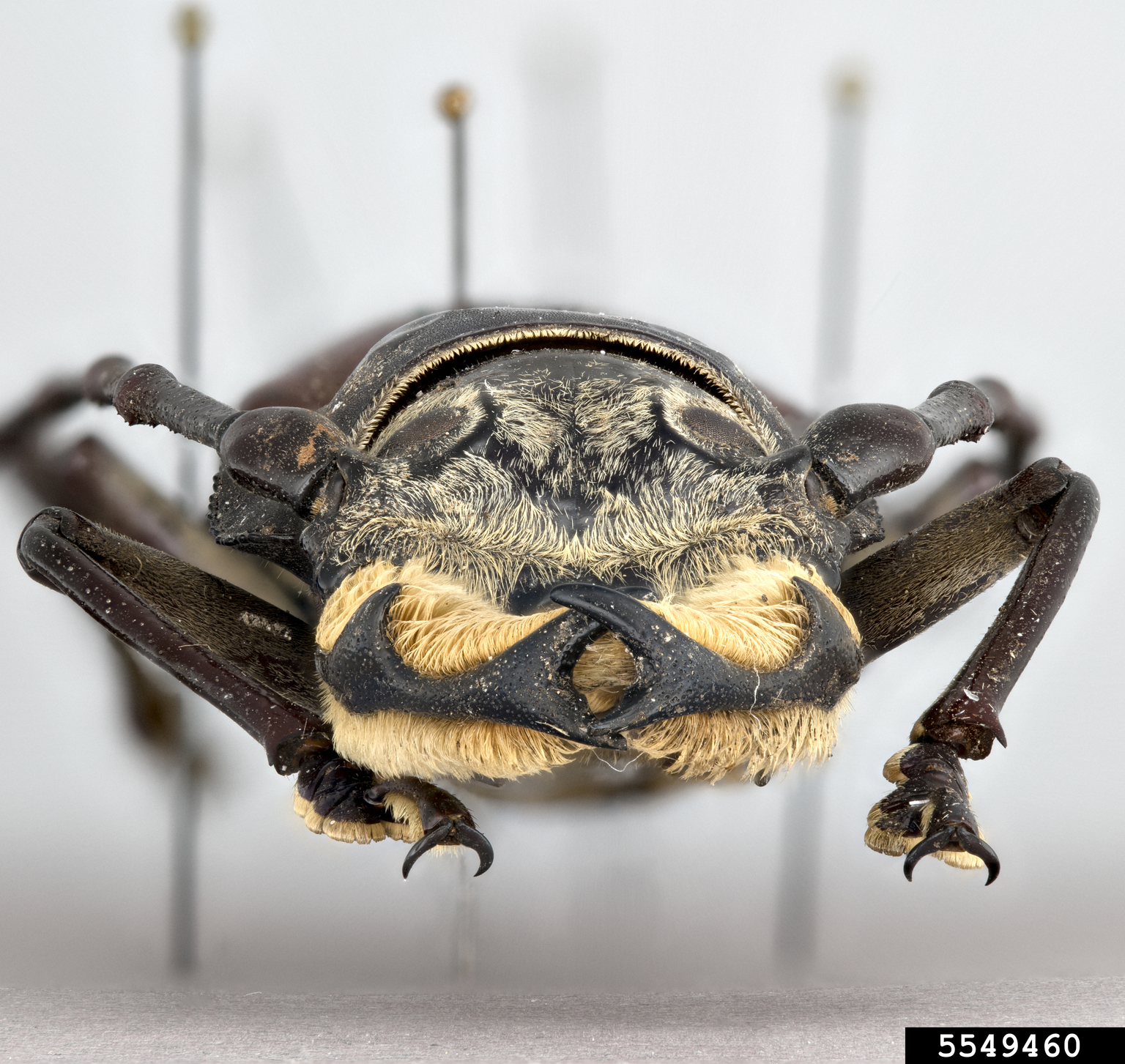 prionid beetle (Callipogon barbatum (Fabricius, 1781))