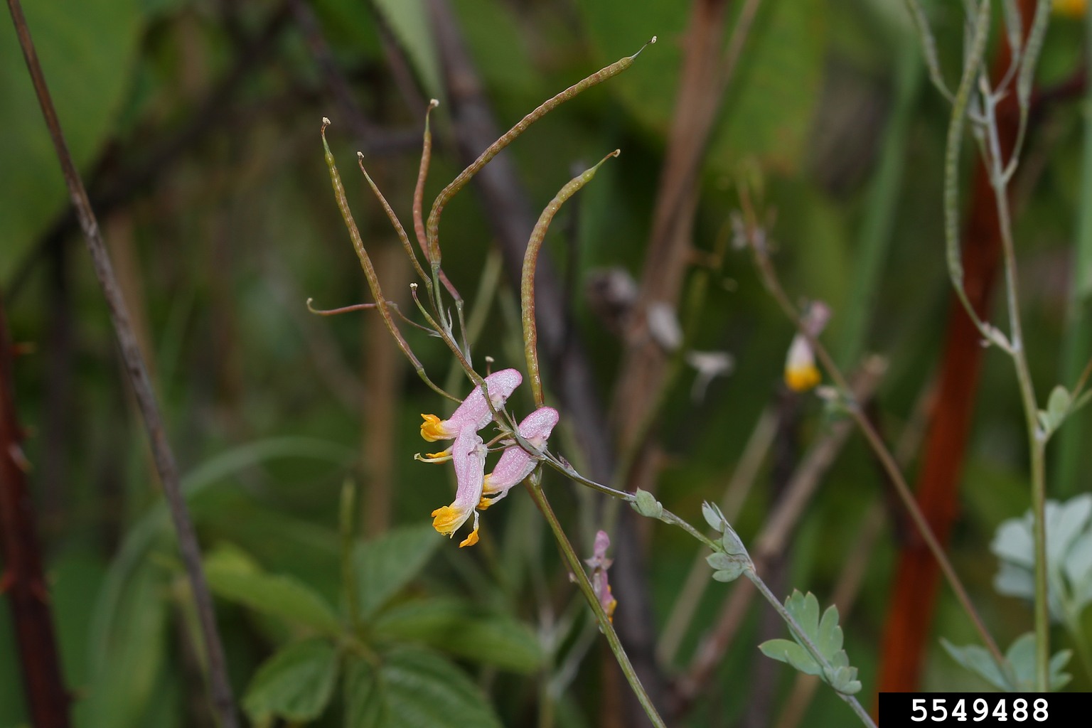 pale corydalis (Capnoides sempervirens (L.) Pers.)