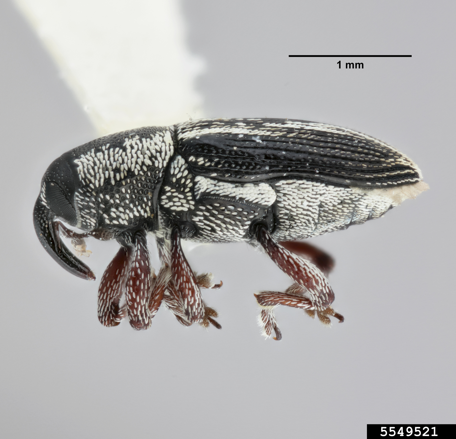 Flower weevil (Barinus cribricollis (LeConte))