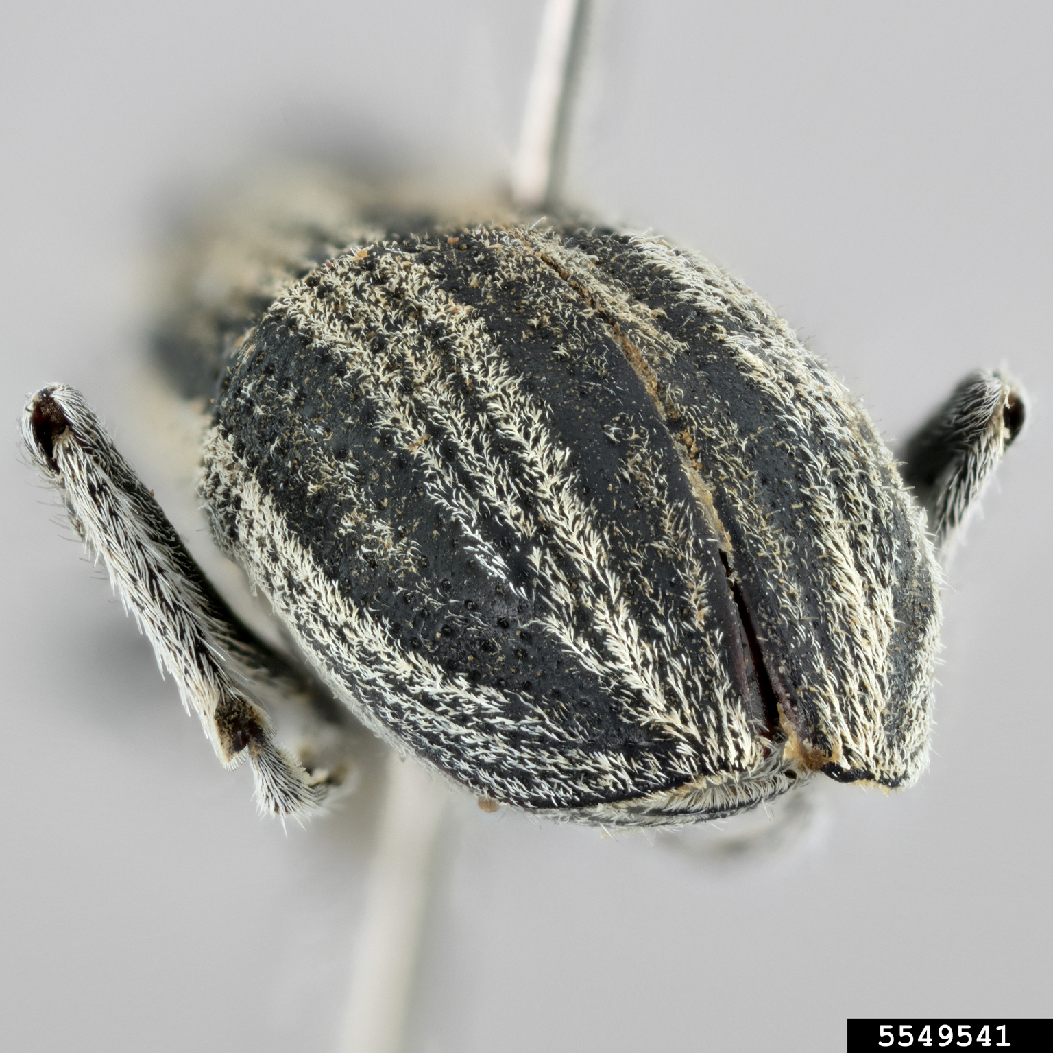 Cylindrical weevil (Cleonidius poricollis Mannerheim)