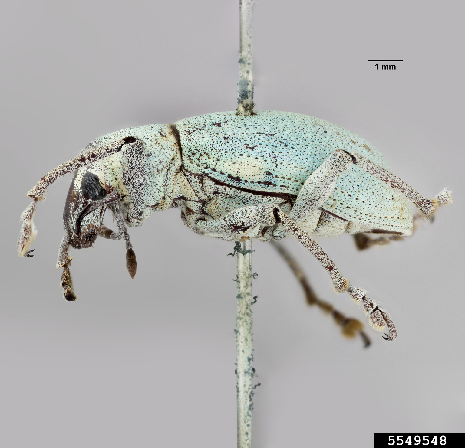 Citrus Root Weevil (Pachnaeus citri Marshall, G.A.K., 1916)