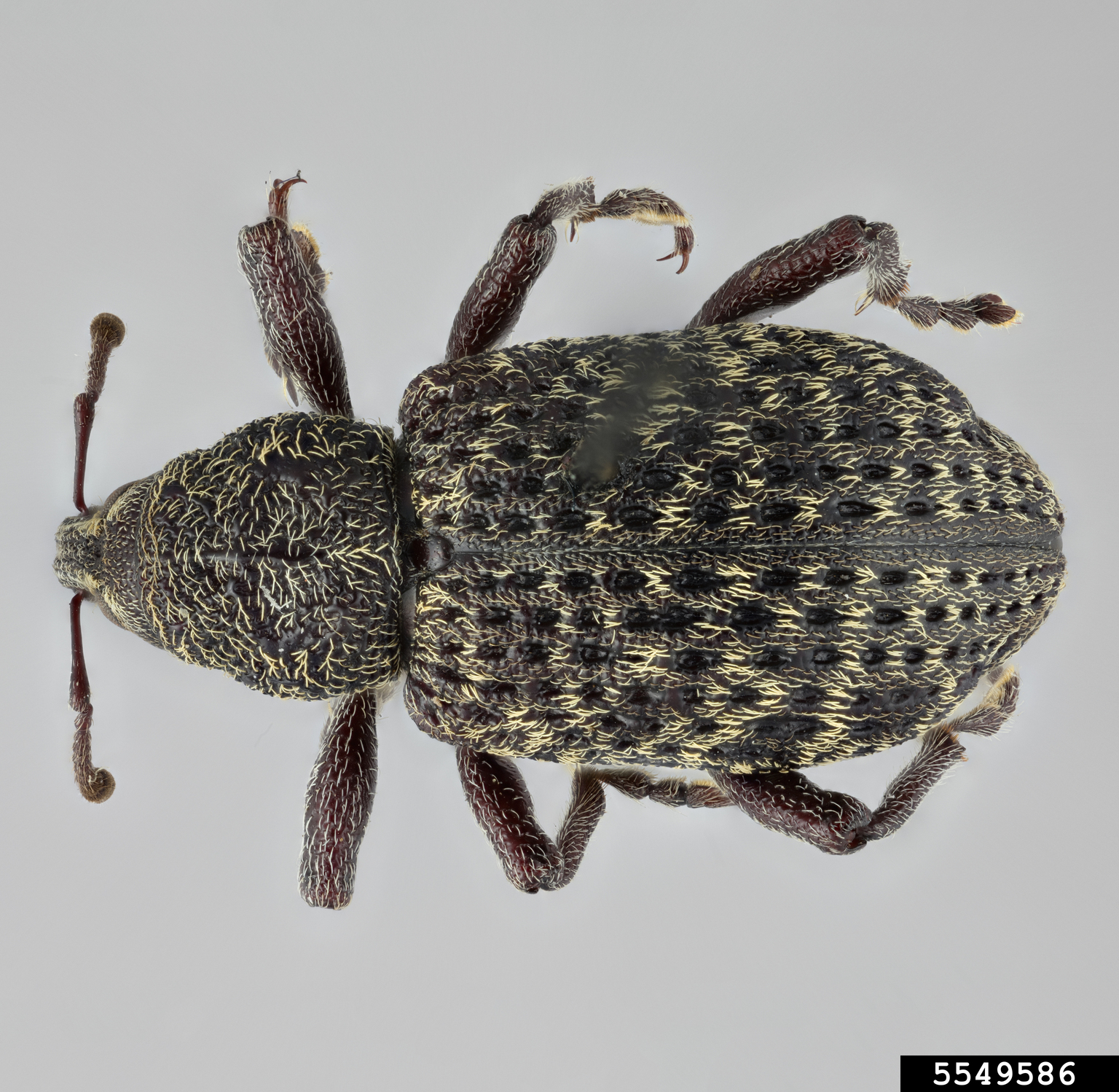 Root weevil (Hylobius pinicola Couper)