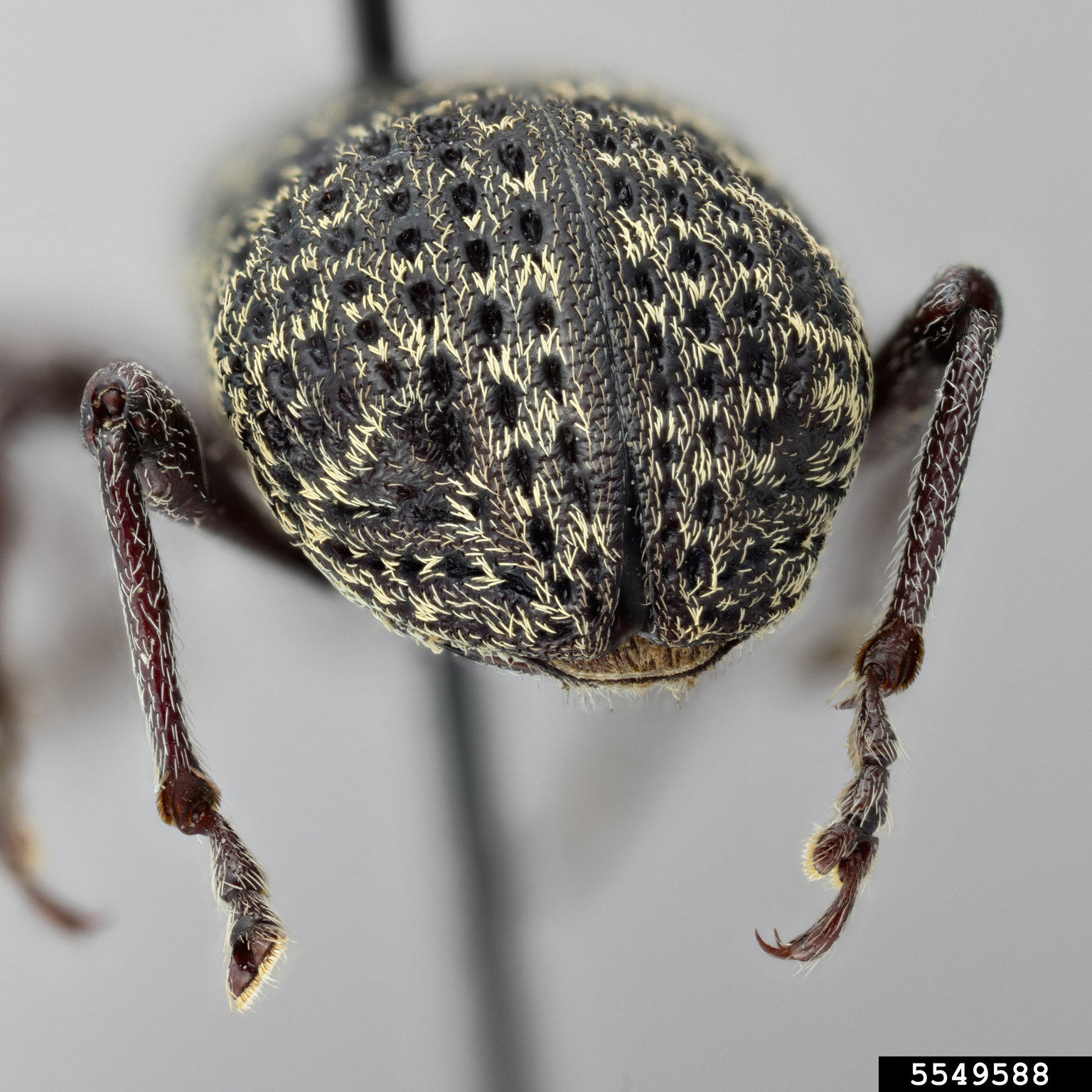 Root weevil, Hylobius pinicola (Coleoptera: Curculionidae) - 5549588