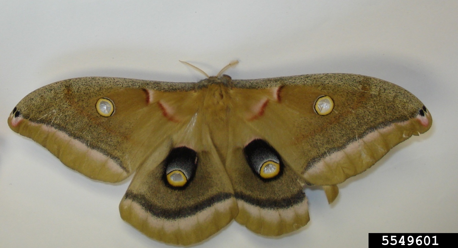 polyphemus moth (Antheraea polyphemus)