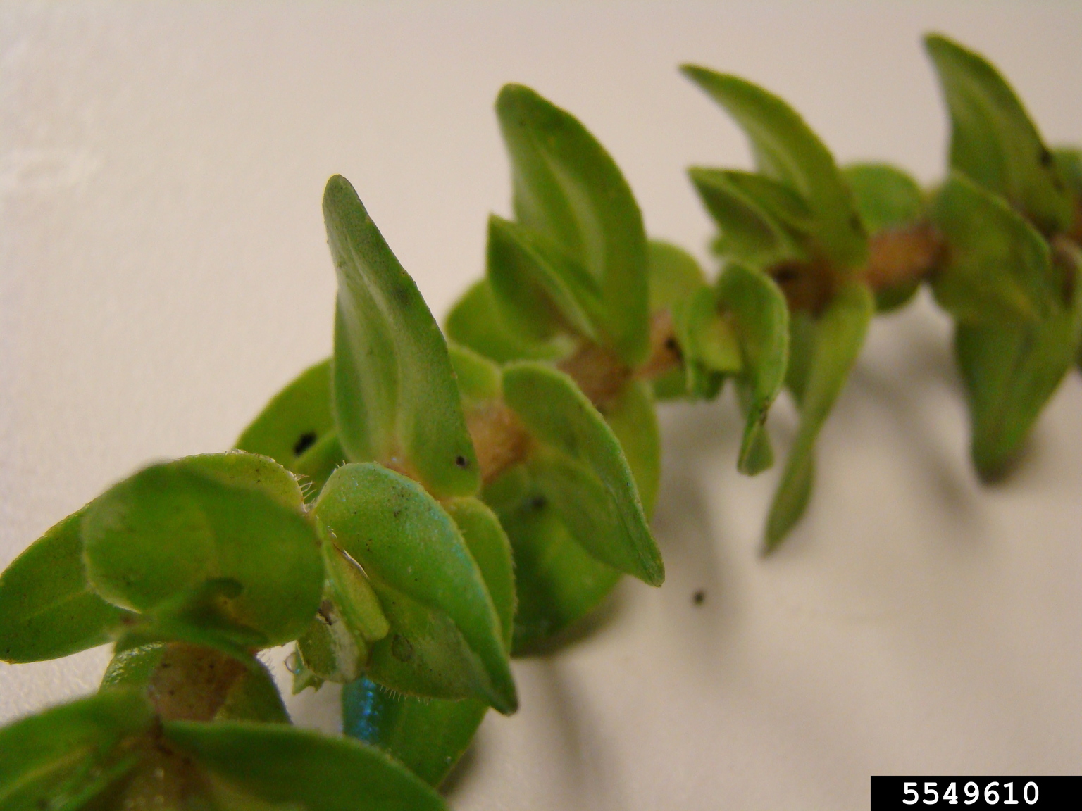 Carolina waterhyssop (Bacopa caroliniana (Walter) B.L. Rob.)
