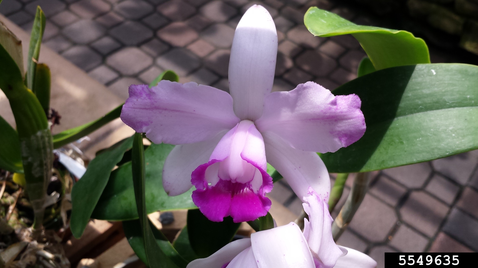 intermediate cattleya (Cattleya intermedia Graham ex Hook.)