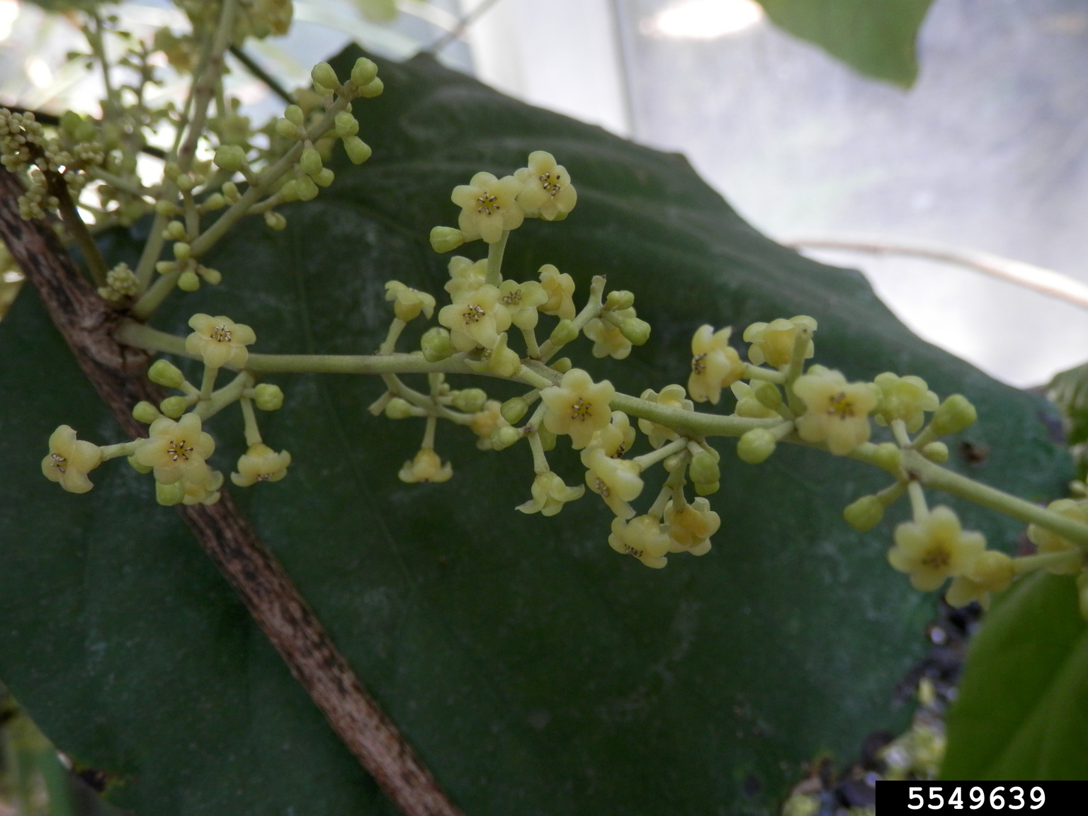 pareira (Chondrodendron tomentosum Ruiz & Pav.)